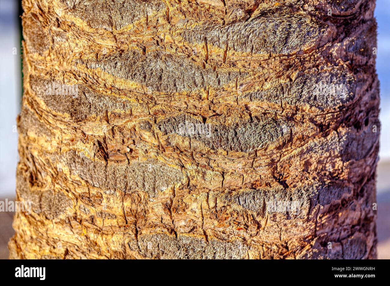 Coconut tree bark texture background. Close up of palm tree bark Stock ...