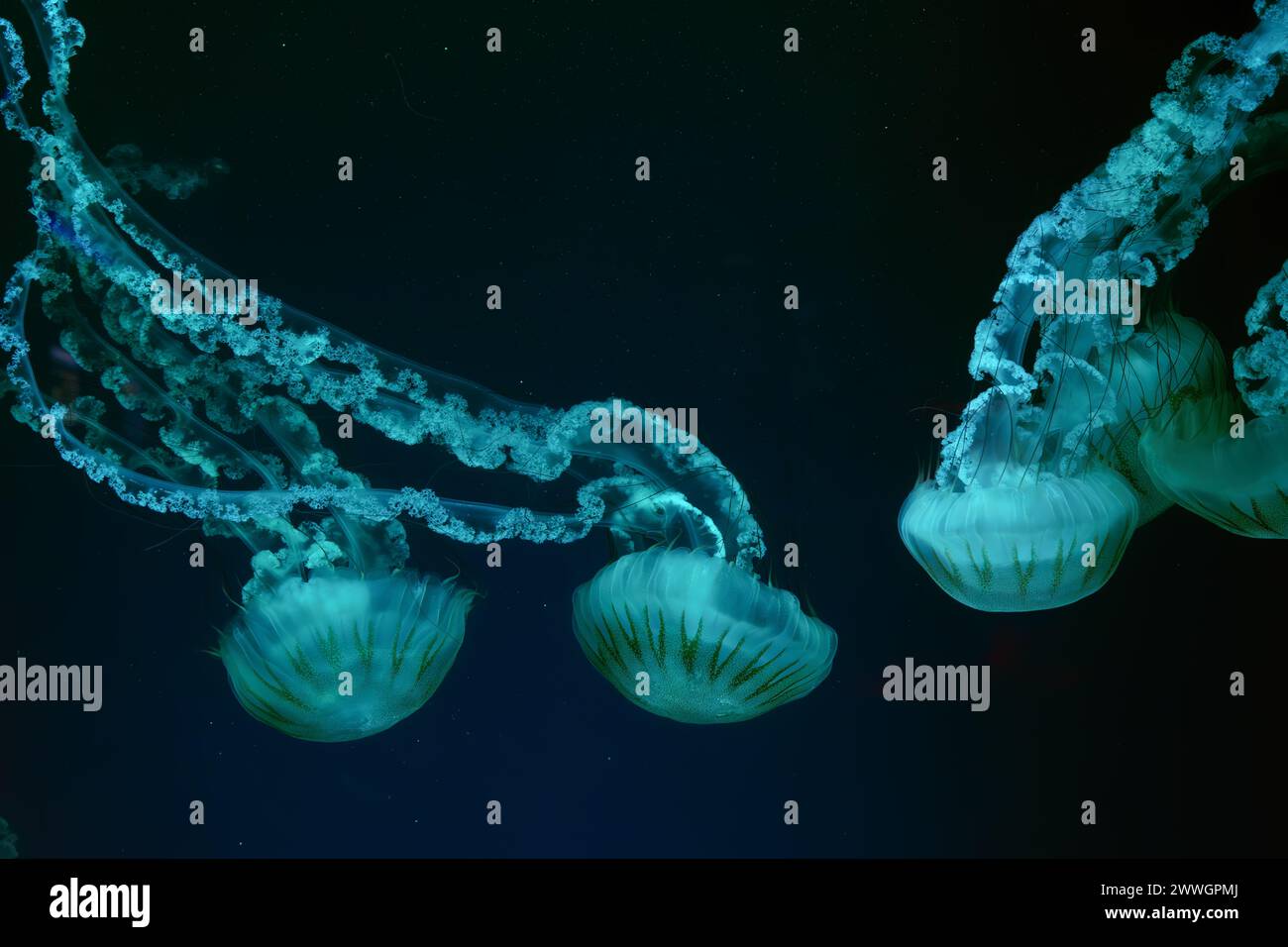 Group of Jellifish South american sea nettle, Chrysaora plocamia ...