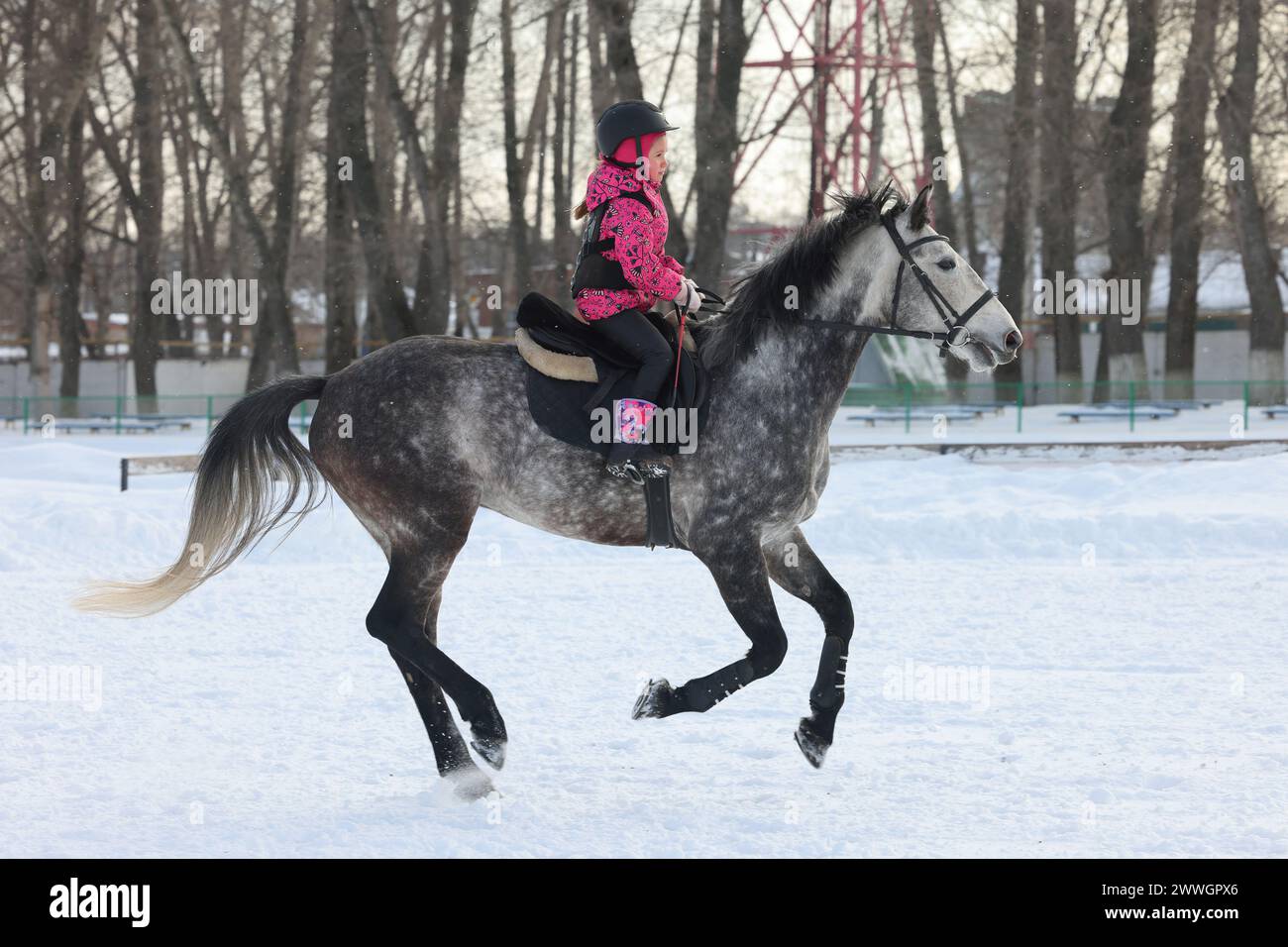 Equestrian kid galloping horseback with thoroughbred dressage horse in ...