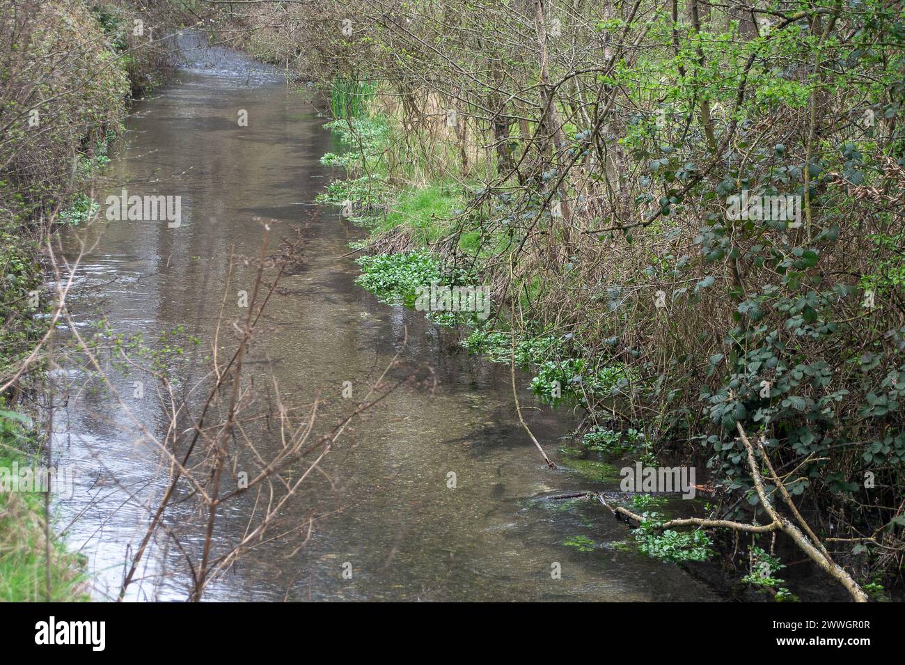 Chesham, UK. 21st March, 2024. The clear water in the River Chess chalk ...