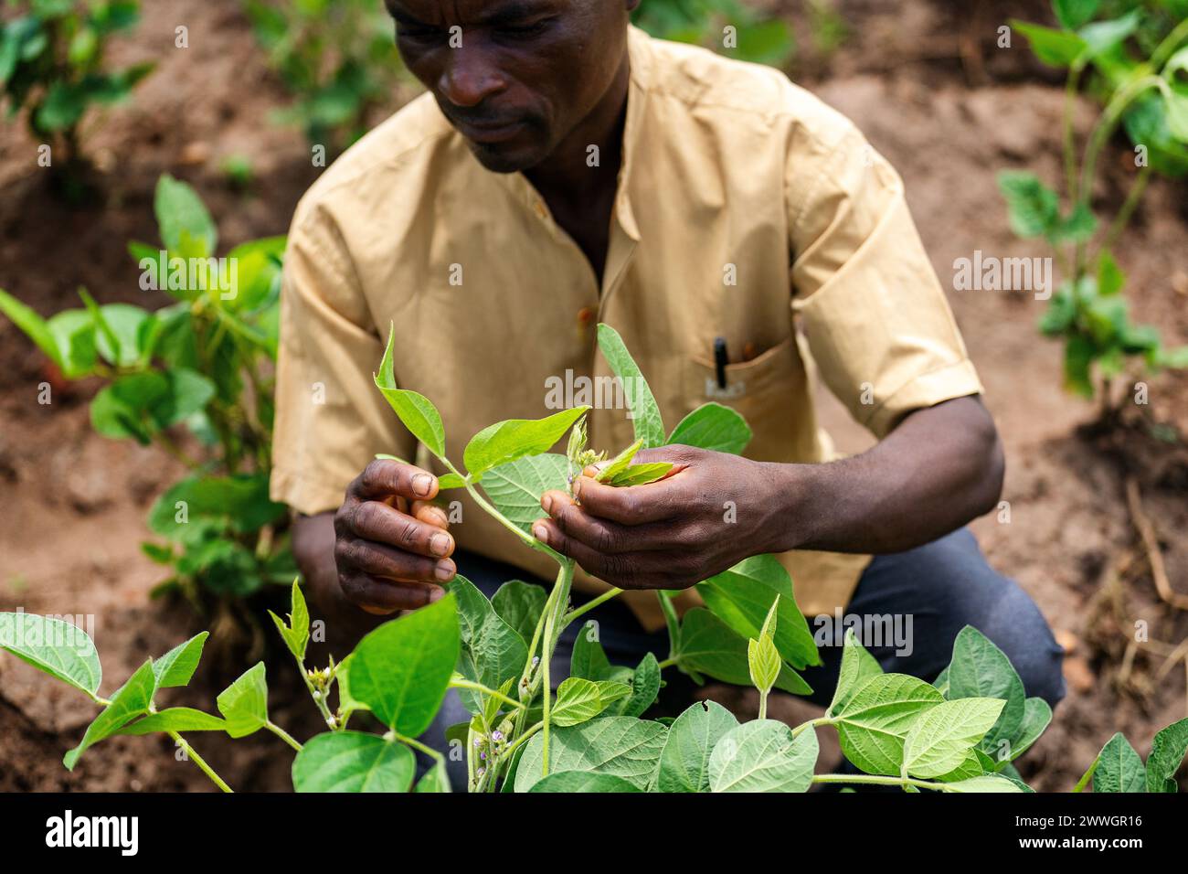 Farmer Simeon Kauinga, 40, with some of his pigeon pea plants in the ...