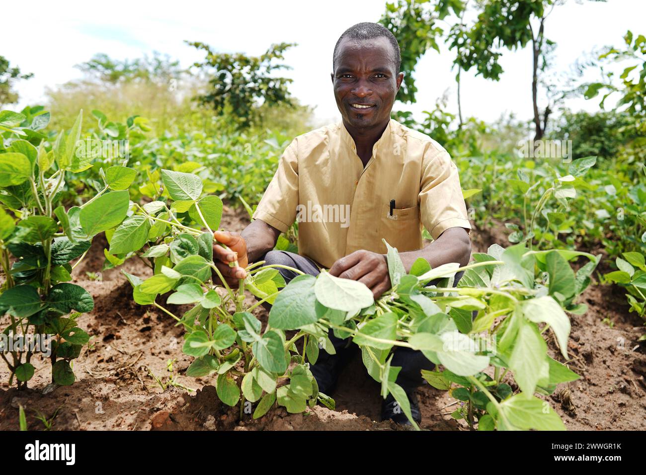 Farmer Simeon Kauinga, 40, with some of his pigeon pea plants in the ...