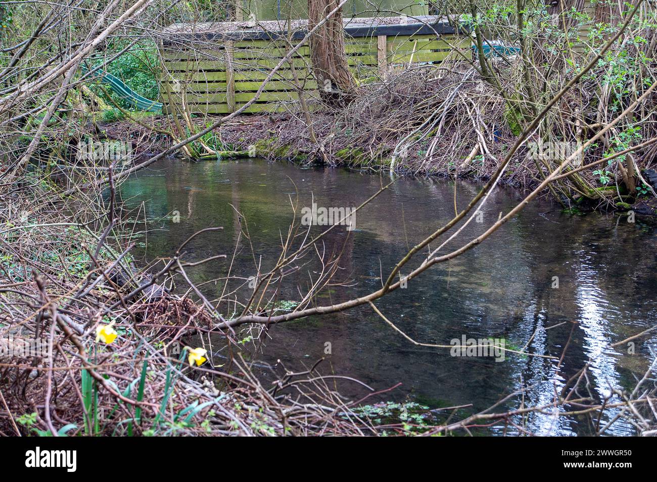 Chesham, UK. 21st March, 2024. The clear water in the River Chess chalk ...