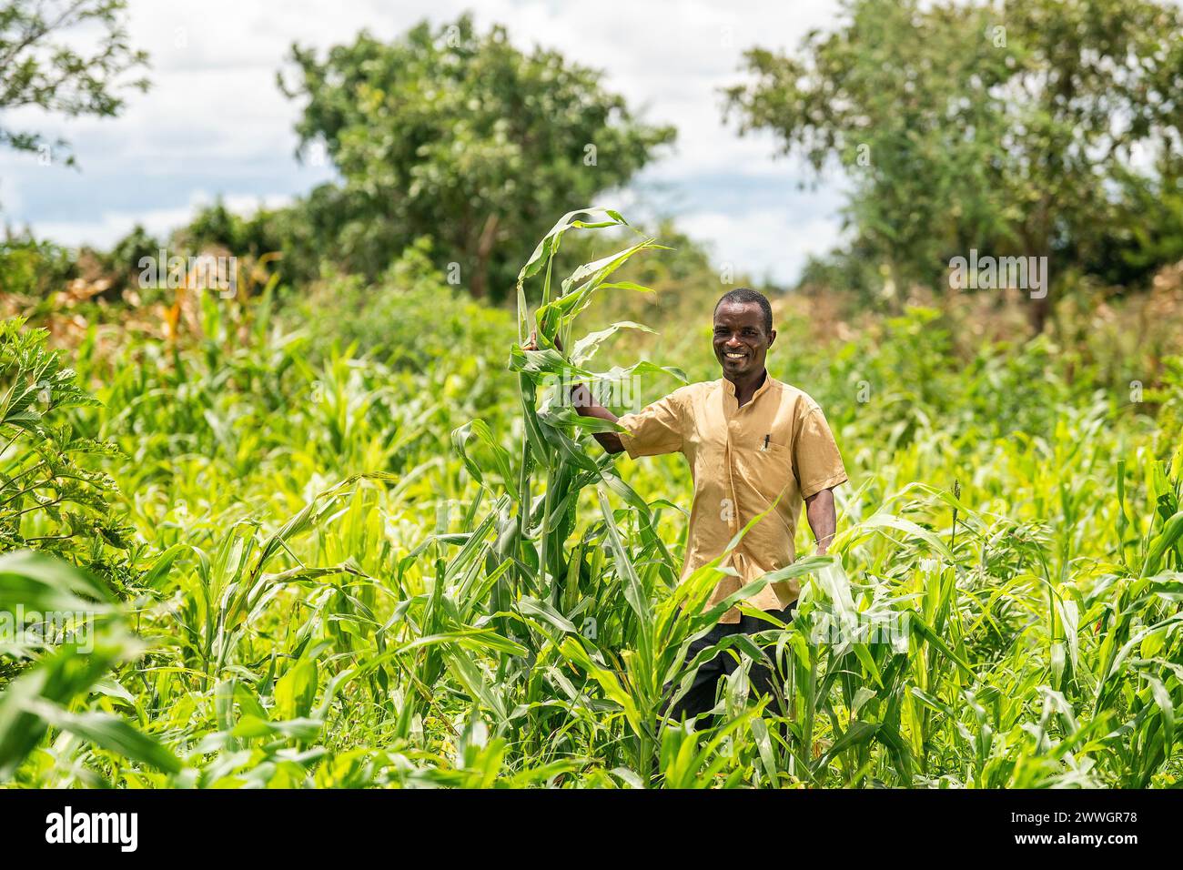 Farmer Simeon Kauinga, 40, with some of his maize crop in the Balaka ...