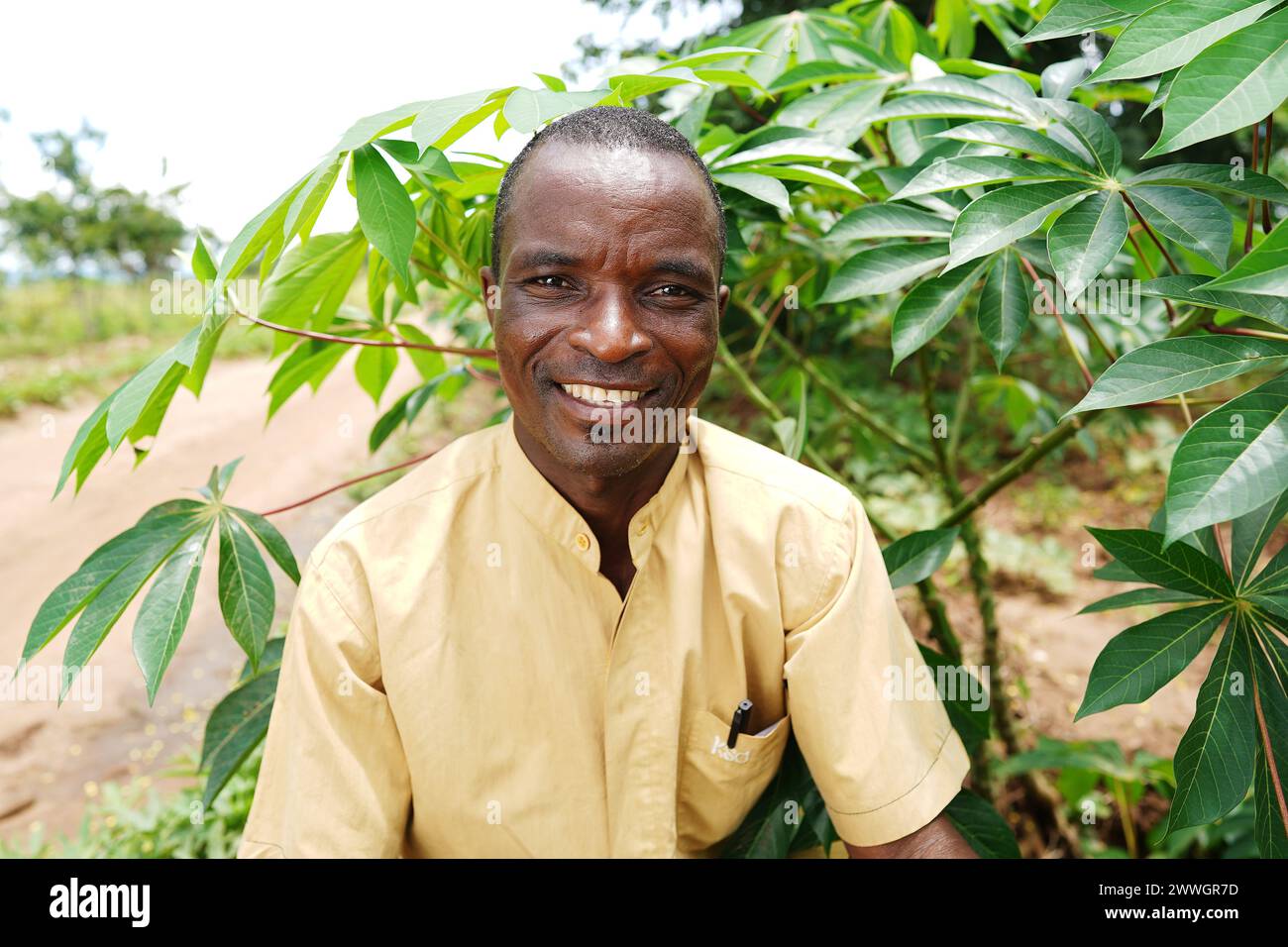 Farmer Simeon Kauinga, 40, with some of his cassava plants in the ...