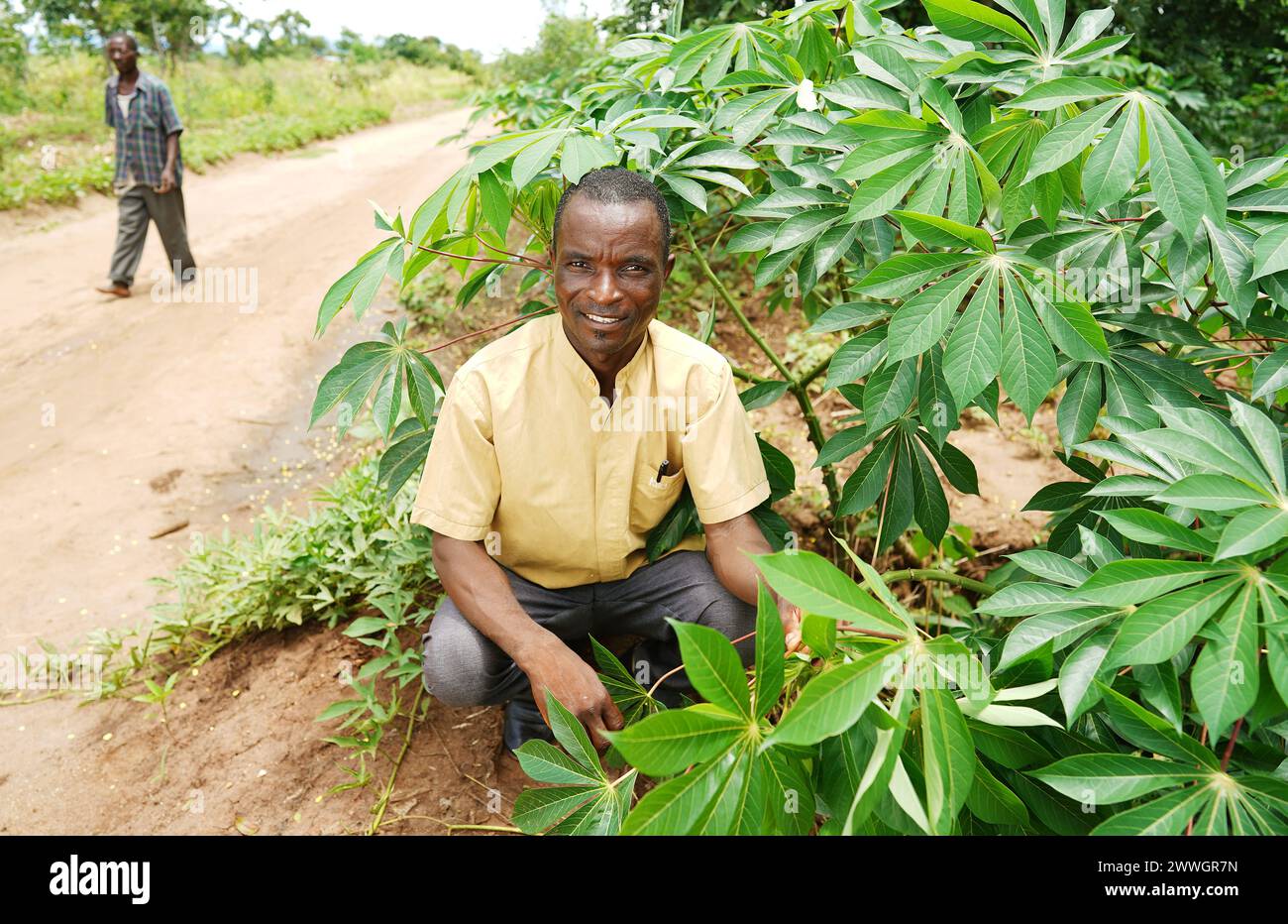 Farmer Simeon Kauinga, 40, with some of his cassava plants in the ...