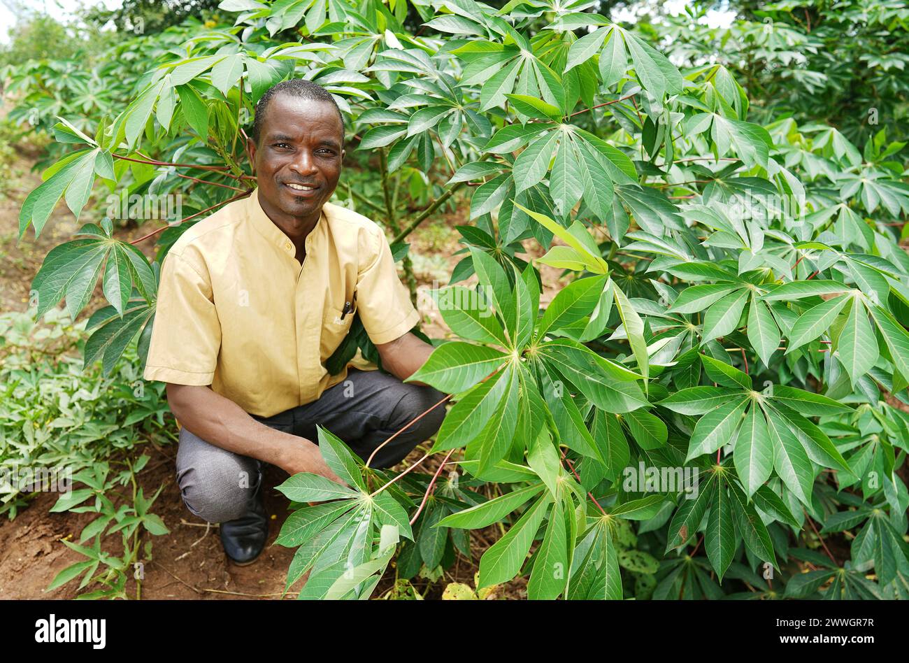 Farmer Simeon Kauinga, 40, with some of his cassava plants in the ...