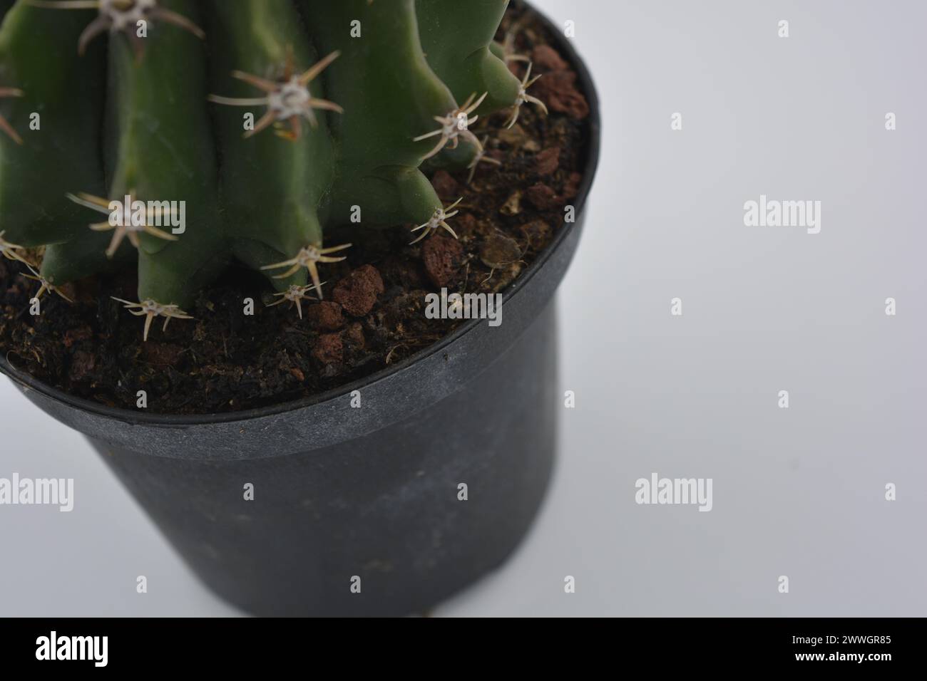 Houseplants, a large and wide green cactus with long spines. An ...