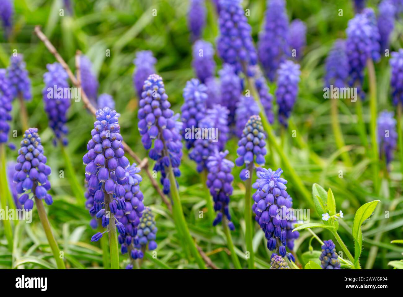 Blue Muscari flowers, Muscari armeniacum, Grape Hyacinths blooming in ...
