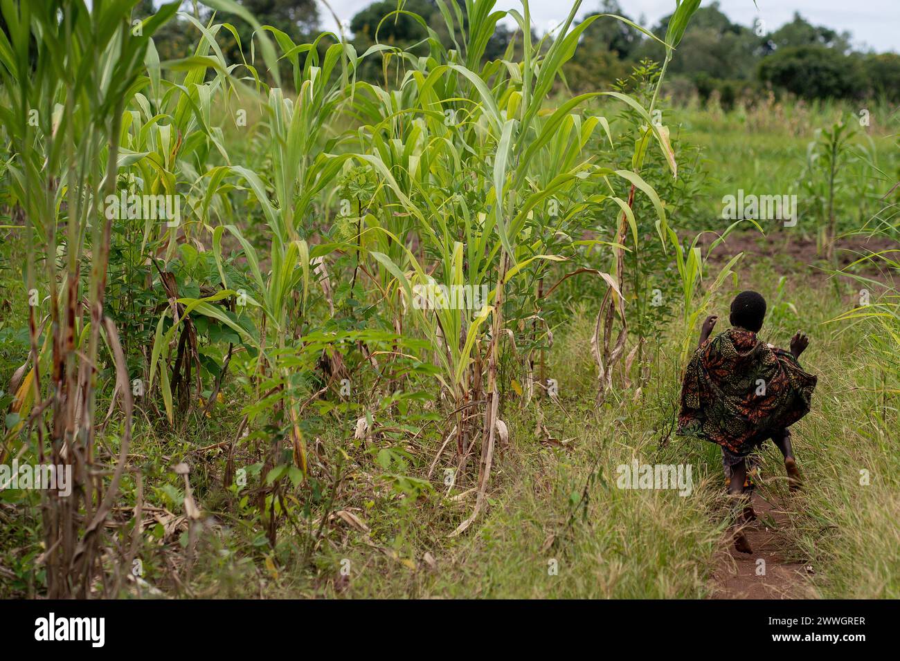 A child skips alongside crops in the village of Manduwasa in the ...
