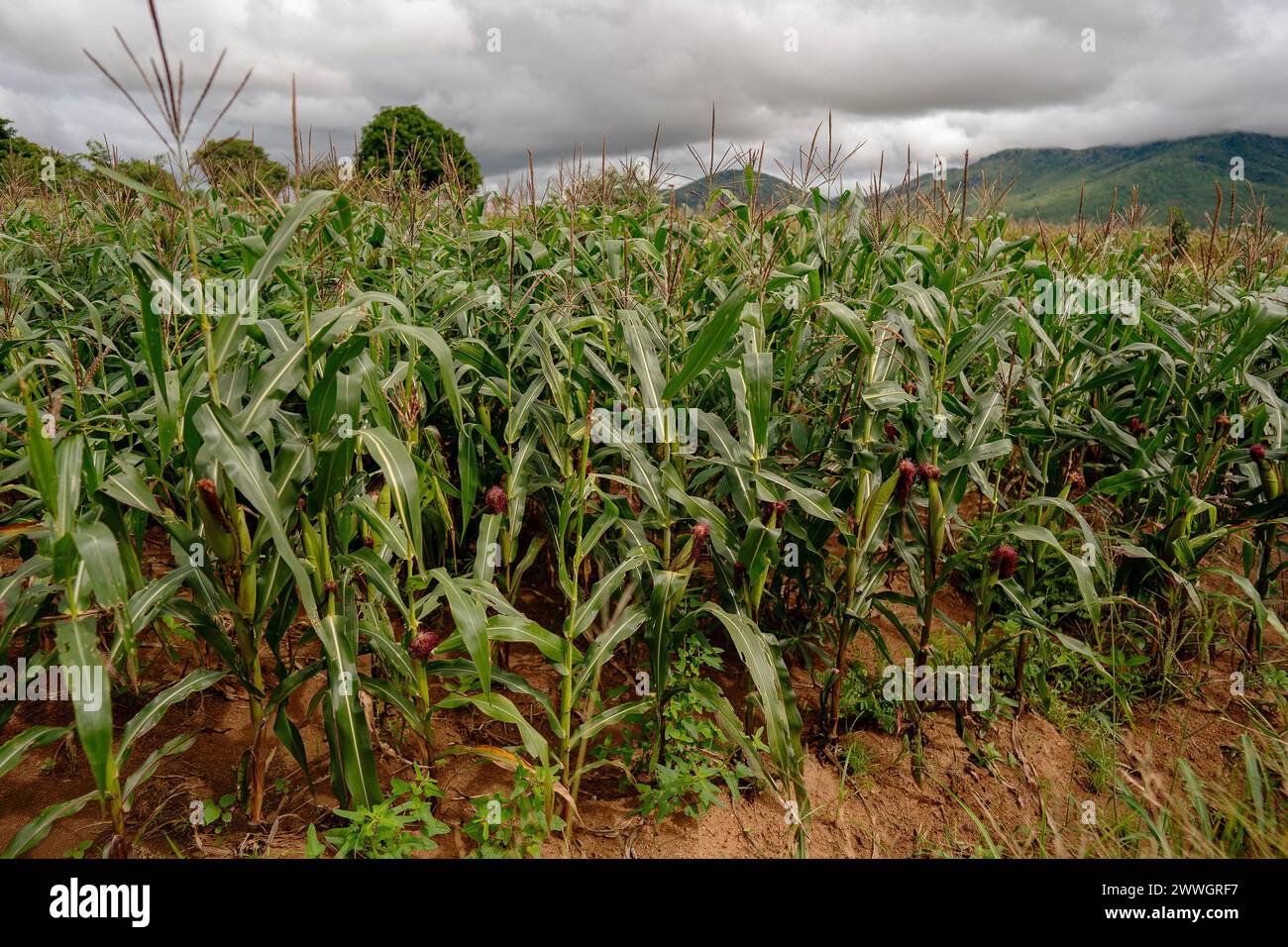 A maize crop in the Machinga region of Malawi. Picture date: Monday ...