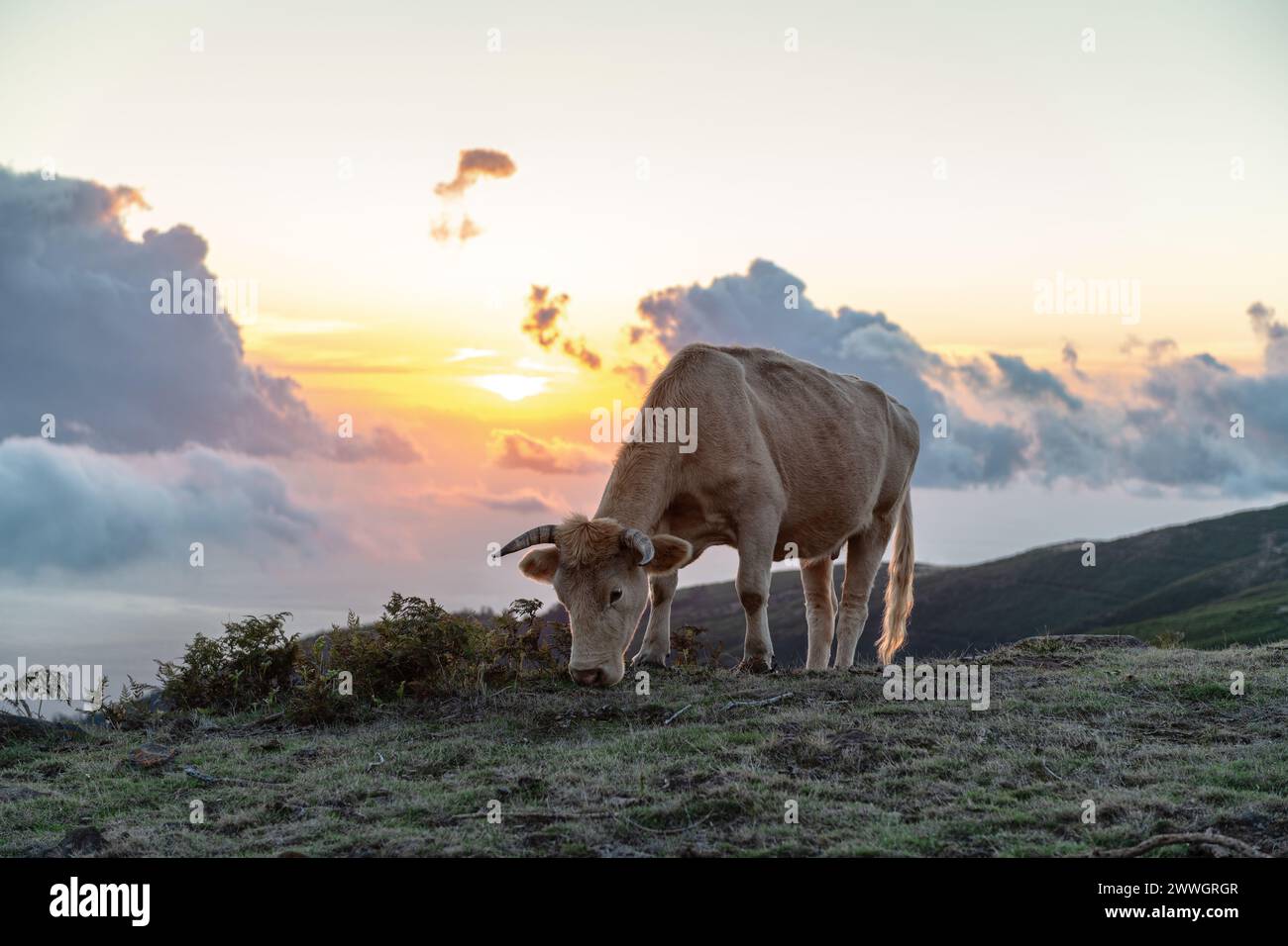 Rural madeira hi-res stock photography and images - Alamy