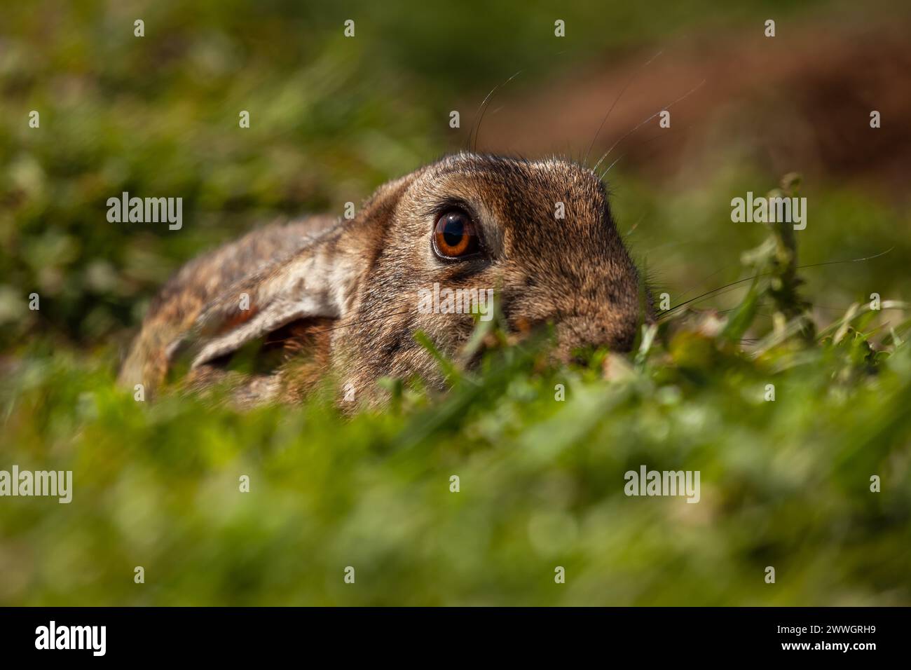 Hare looking hi-res stock photography and images - Alamy