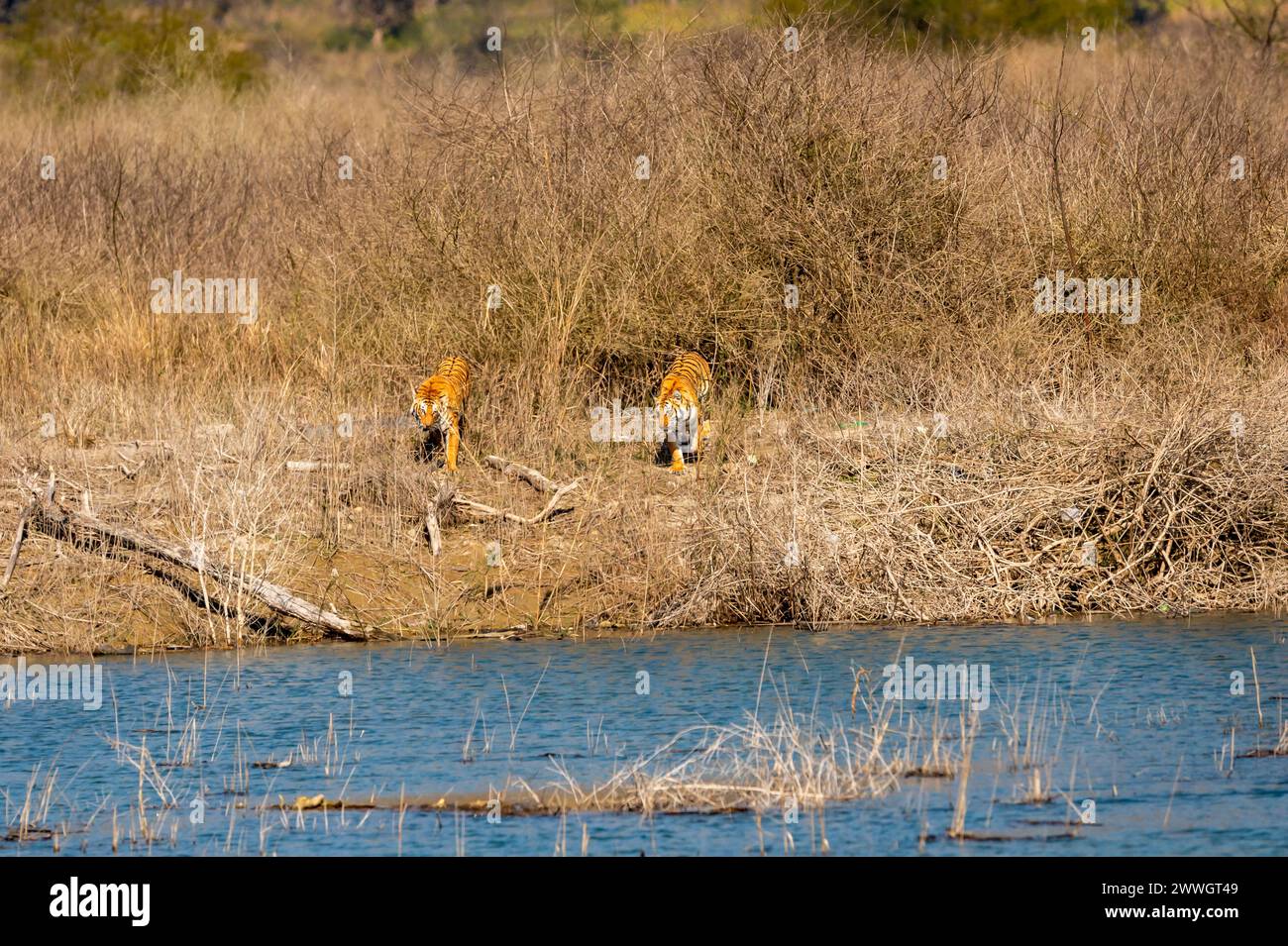 two wild adult female tigers panthera tigris face off territorial fight ...
