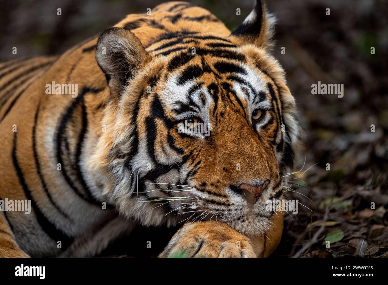 ranthambore wild male bengal tiger panthera tigris extreme face close ...