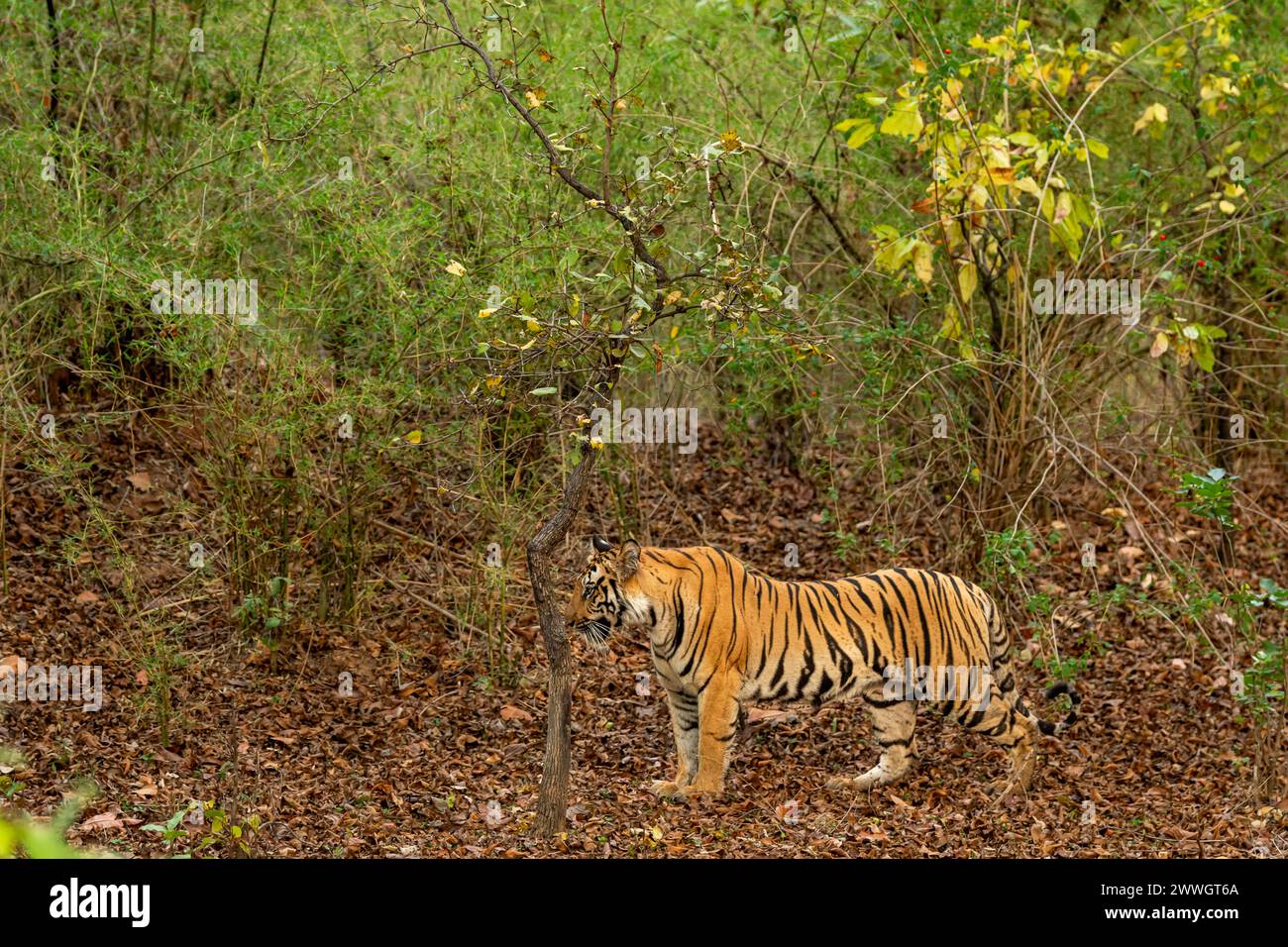indian wild female tiger or tigress side profile in bamboo jungle or ...