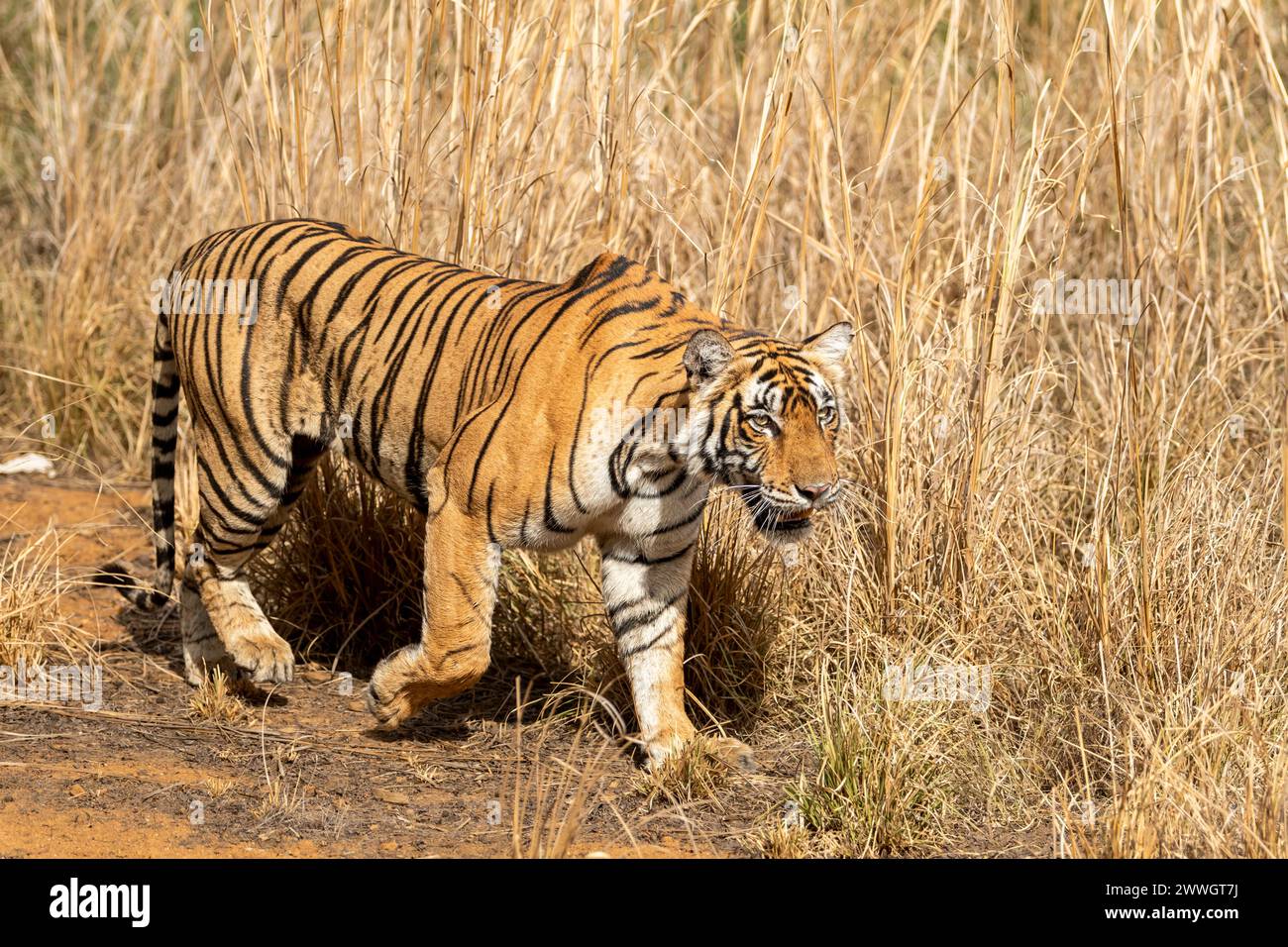 wild female bengal tiger or panthera tigris or tigress side profile ...