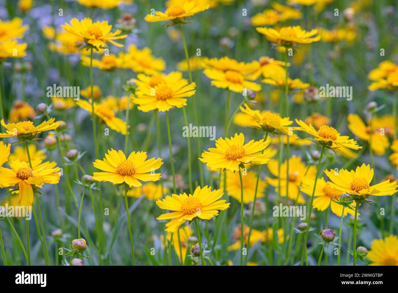 Field of yellow flower Coreopsis lanceolata, Lanceleaf Tickseed or ...