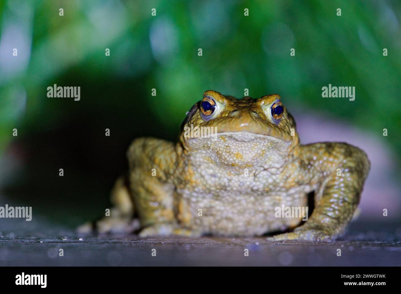 Funny frog photo hi-res stock photography and images - Alamy