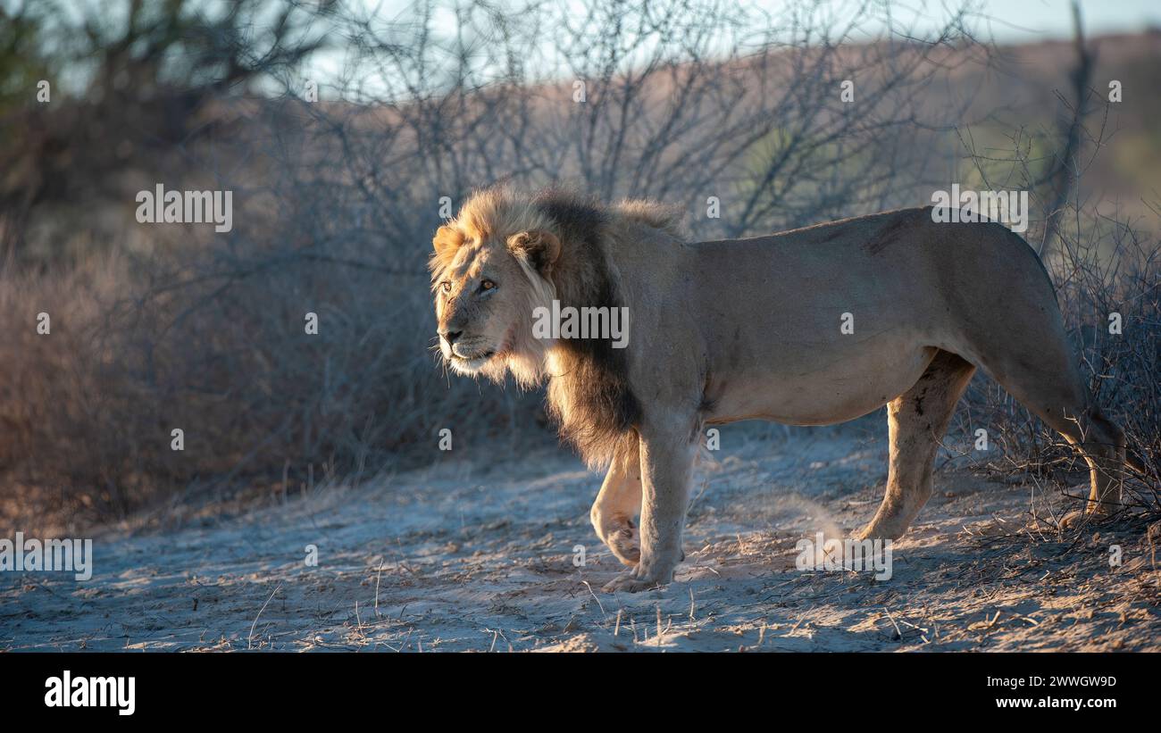 Lion (Panthera leo) Kgalagadi Transfrontier Park, South Africa Stock ...