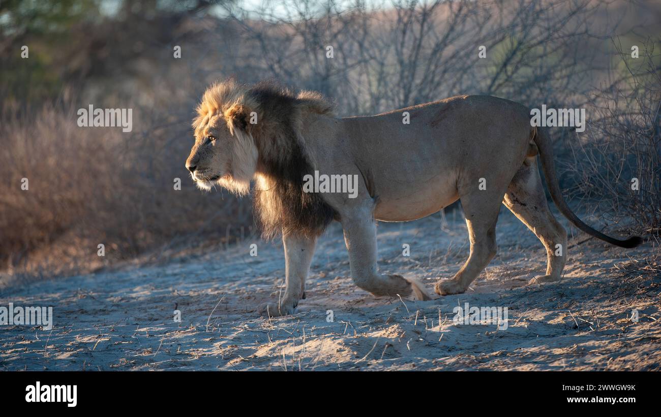 Lion (Panthera leo) Kgalagadi Transfrontier Park, South Africa Stock ...