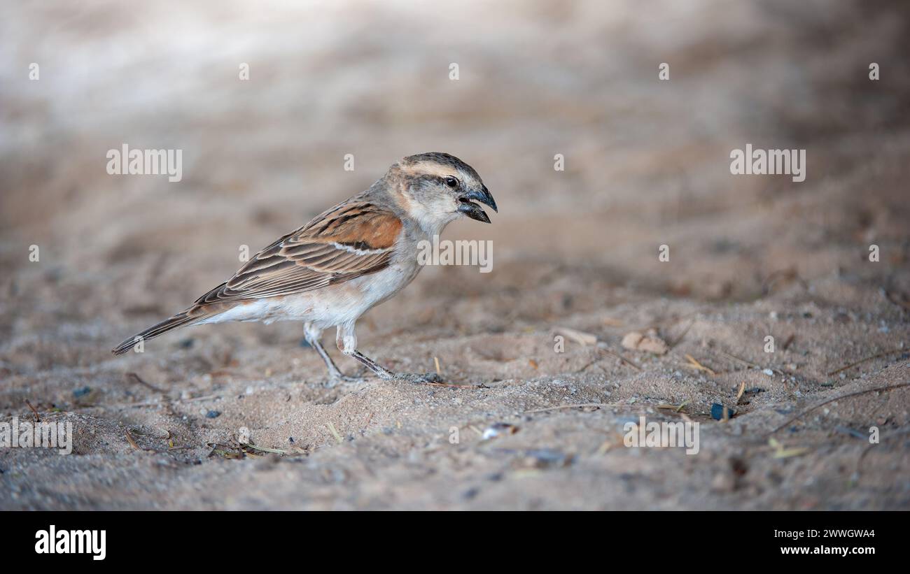 Great sparrow ( Passer motitensis ) Kgalagadi Transfrontier Park, South ...