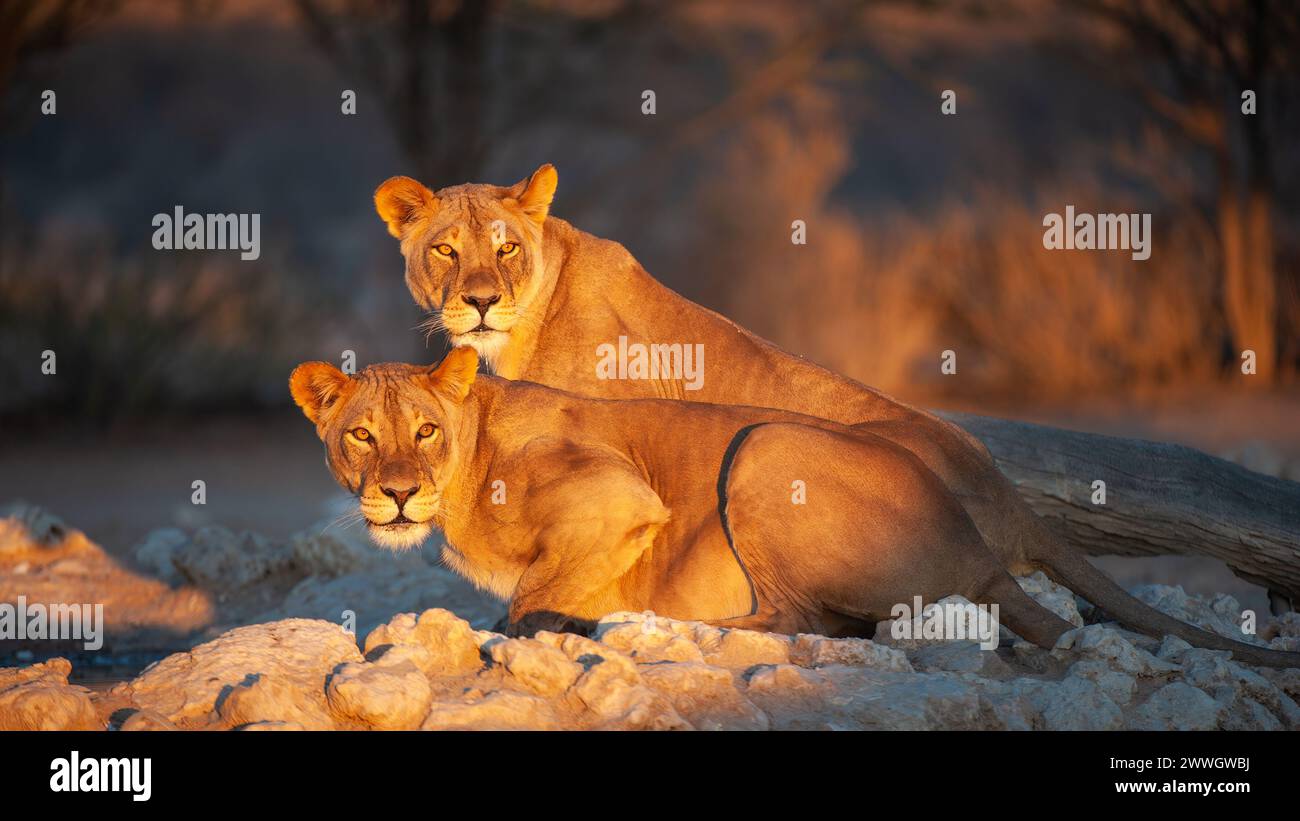 Lion (Panthera leo) Kgalagadi Transfrontier Park, South Africa Stock ...