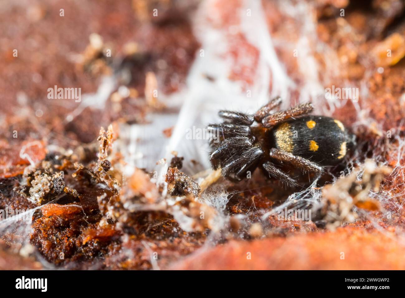 Ground spider (Callilepis nocturna Stock Photo - Alamy