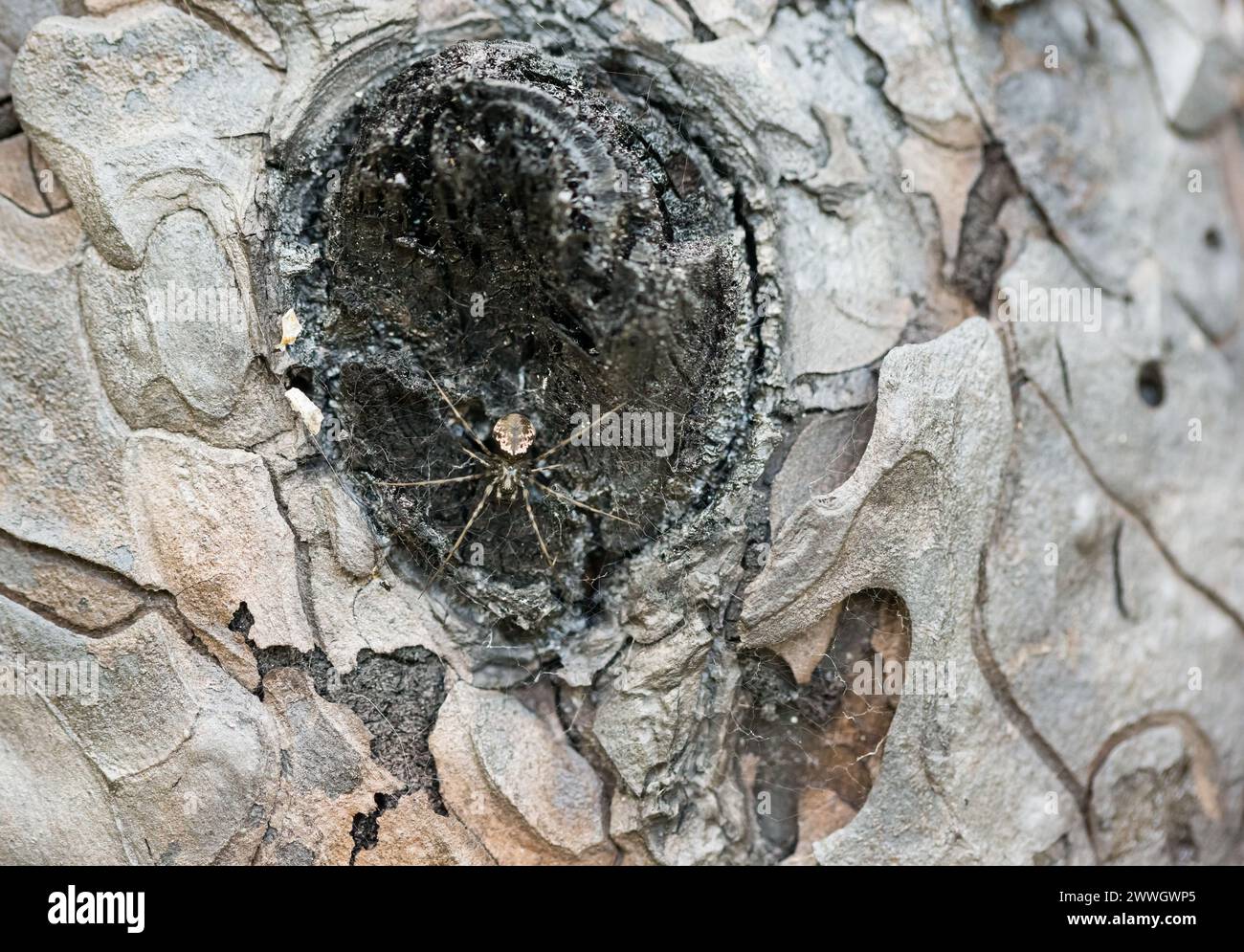 Invisible sheet weaver (Drapetisca socialis Stock Photo - Alamy