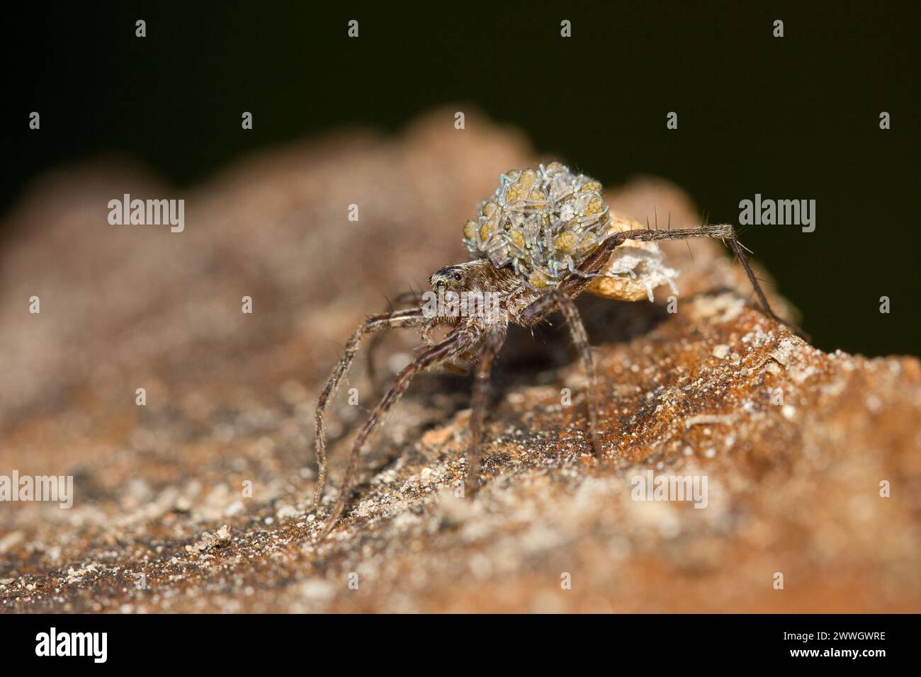 Female wolf spider spiderlings hi-res stock photography and images - Alamy
