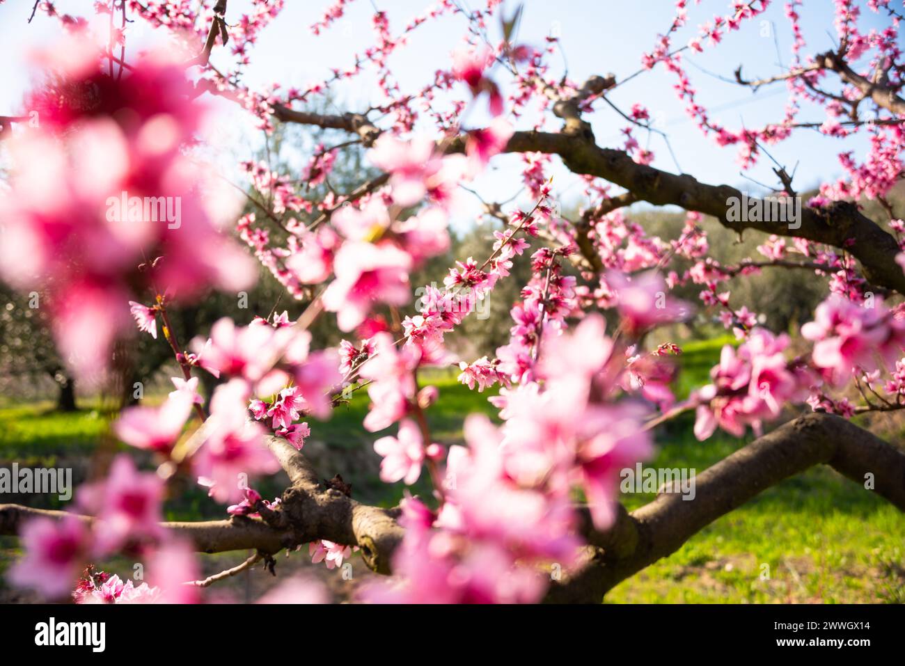 Beautiful spring blossom, cherry trees with flowers in orchard Stock ...