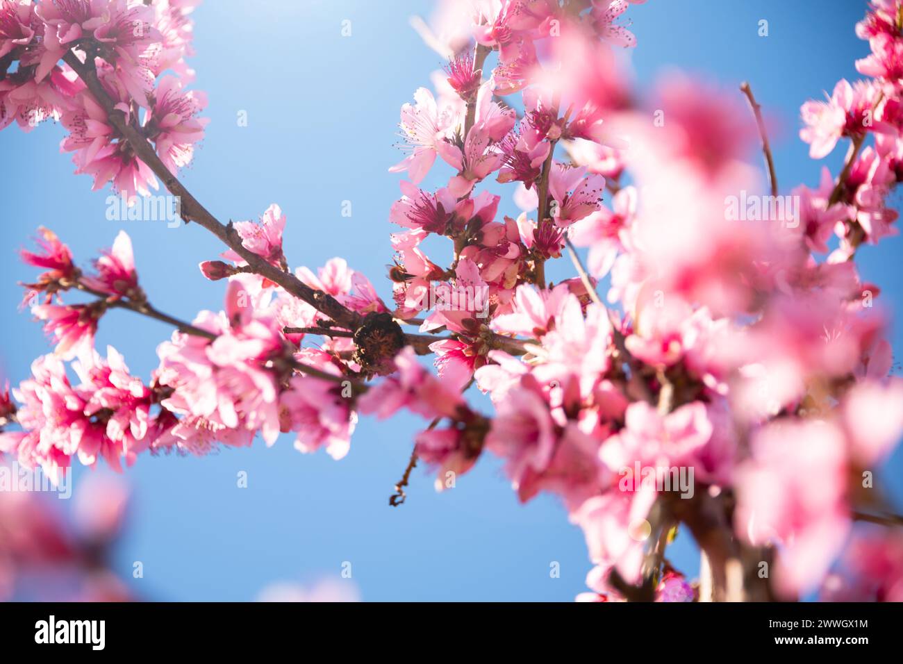 Beautiful spring blossom, cherry trees with flowers in orchard Stock ...