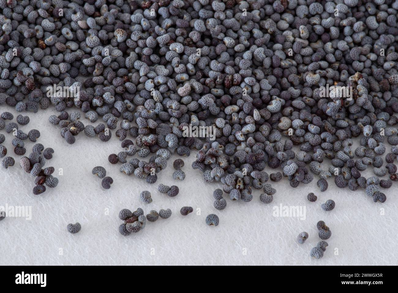Texture of blue poppy seeds Stock Photo - Alamy