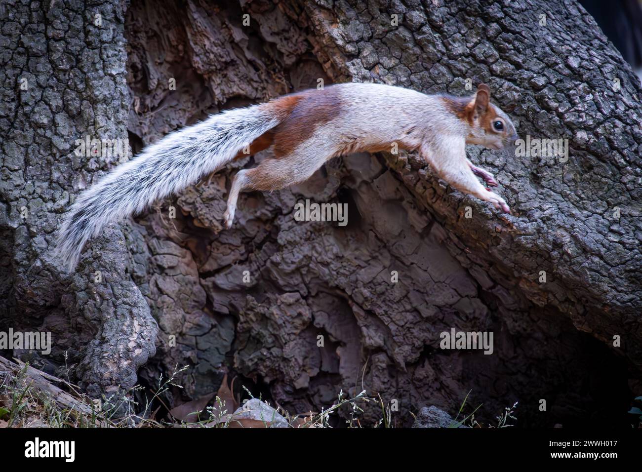 A dynamic snapshot of a squirrel in mid-leap, showcasing its agility ...
