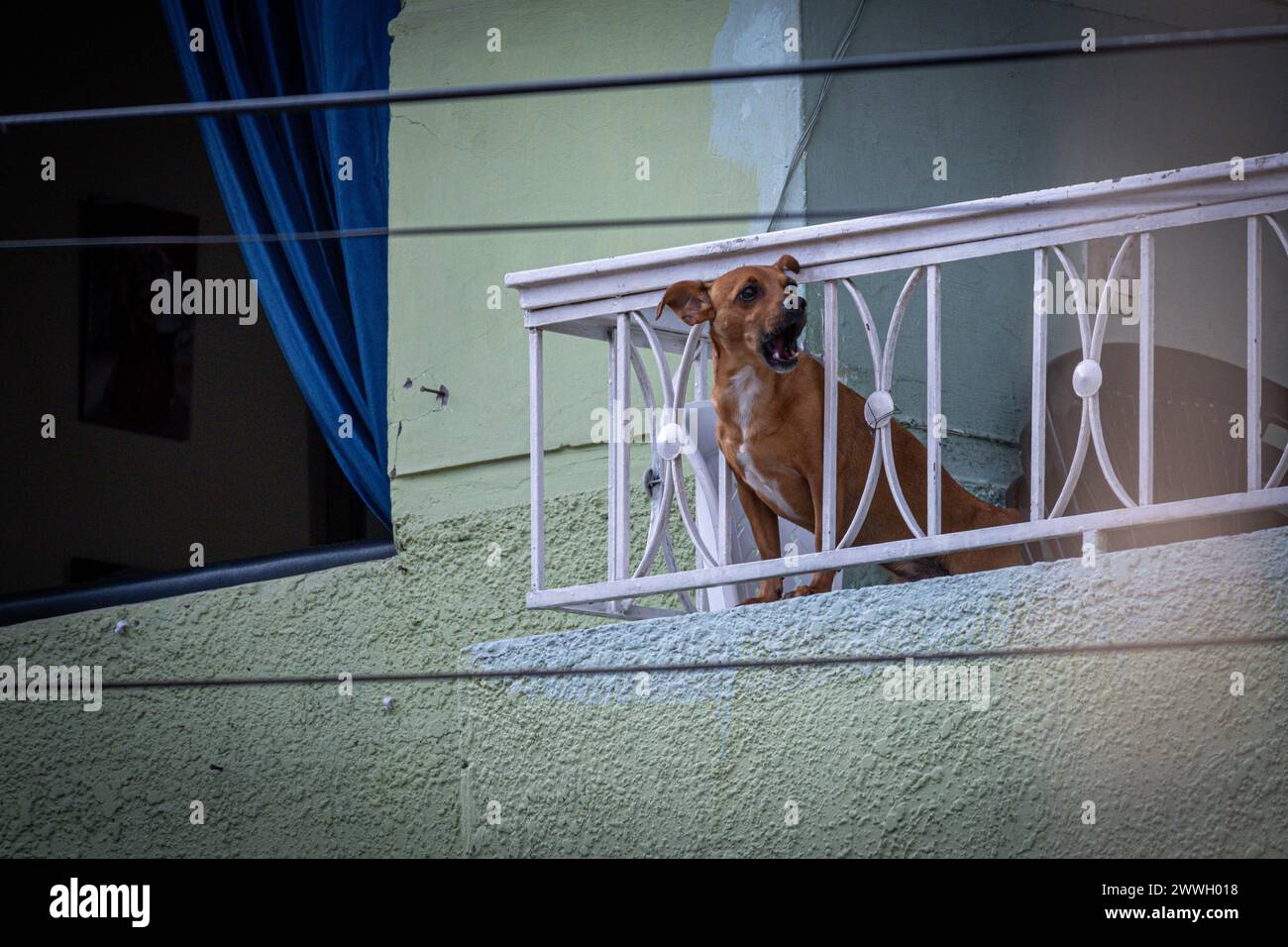 A vigilant dog barks from a balcony, overseeing the street below Stock ...