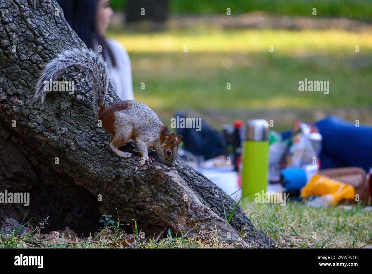 A squirrel intrudes on a peaceful evening picnic, adding a touch of ...
