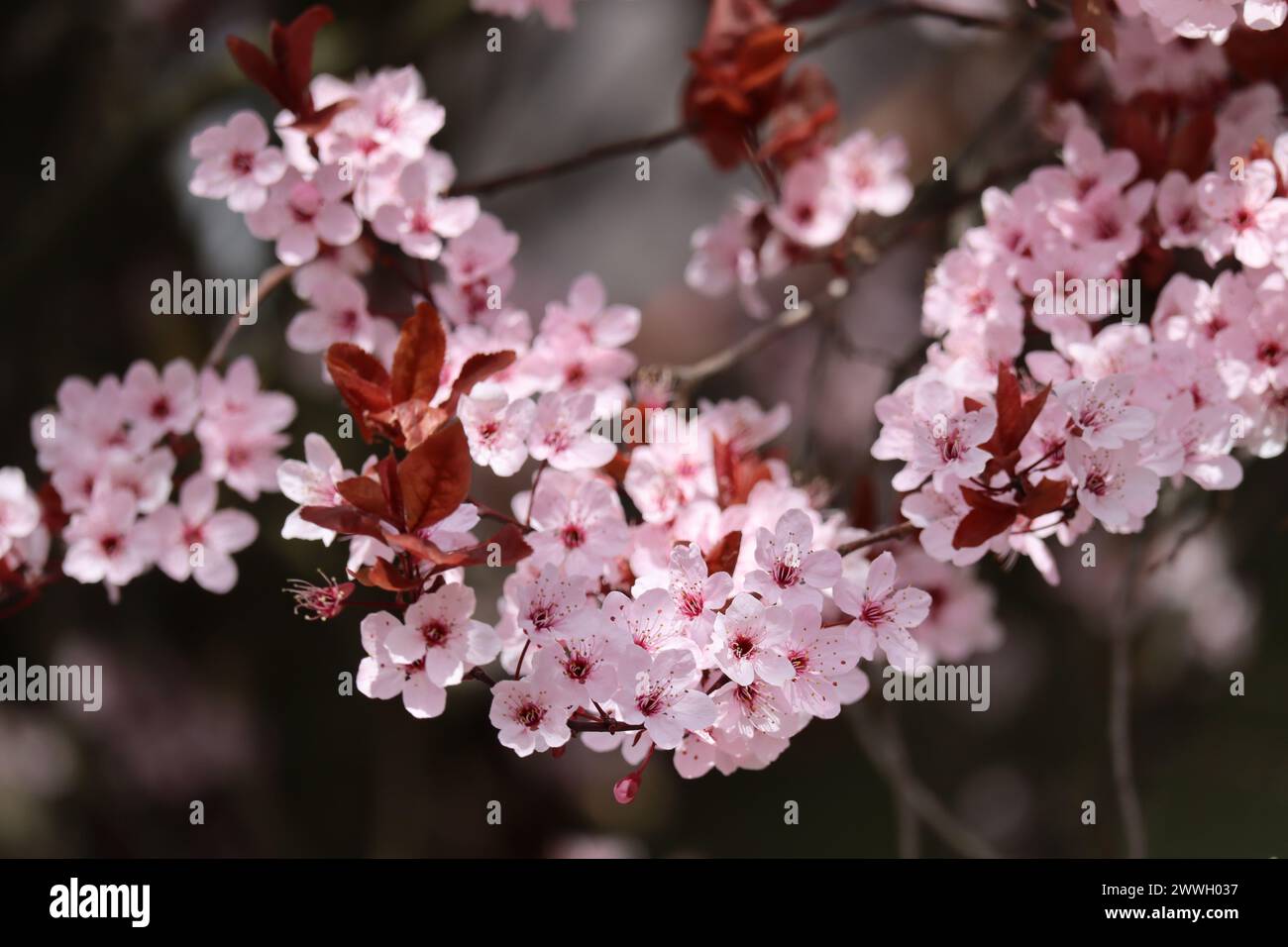 Blood plum hi-res stock photography and images - Alamy