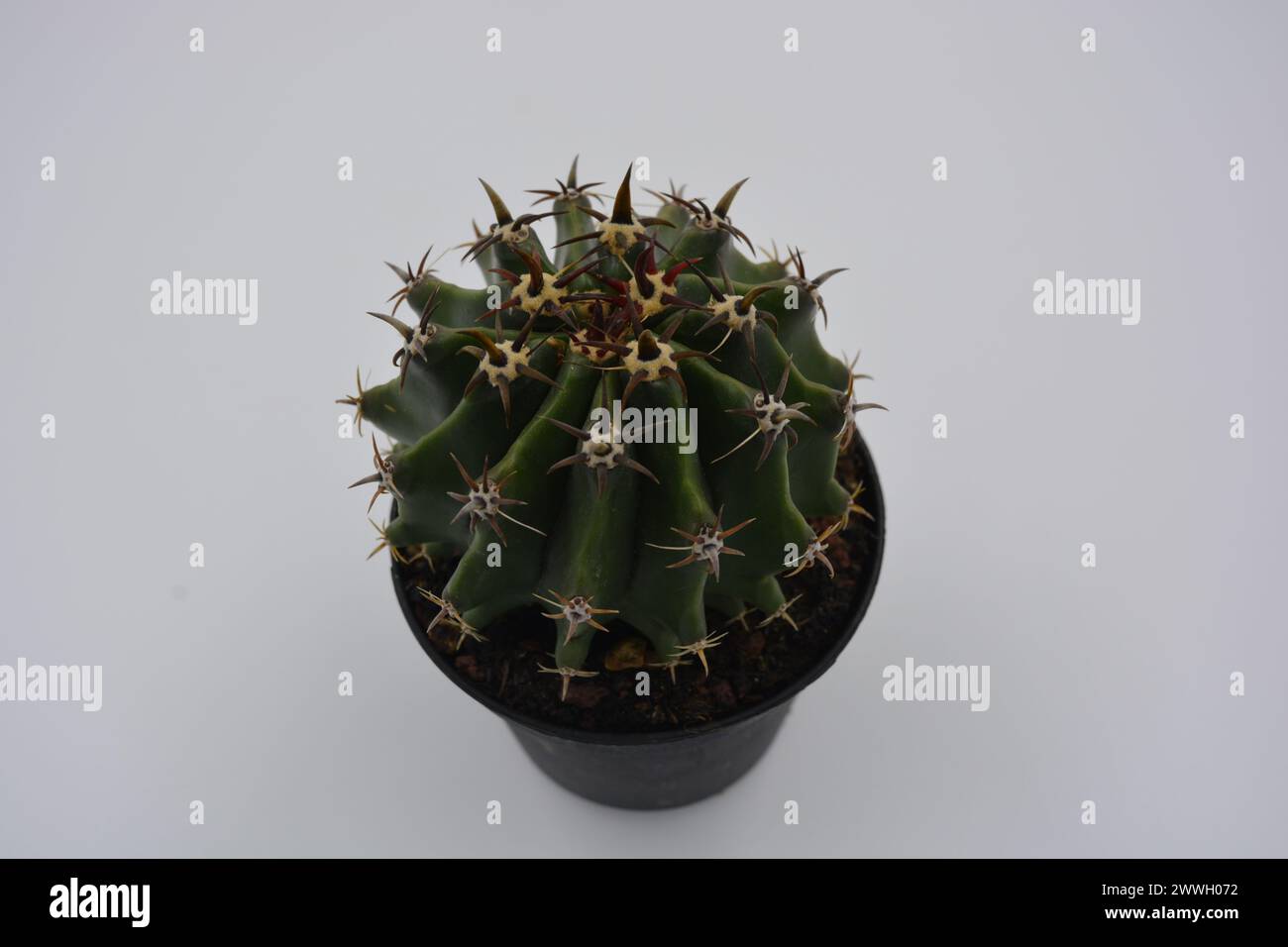 Houseplants, a large and wide green cactus with long spines. An ...