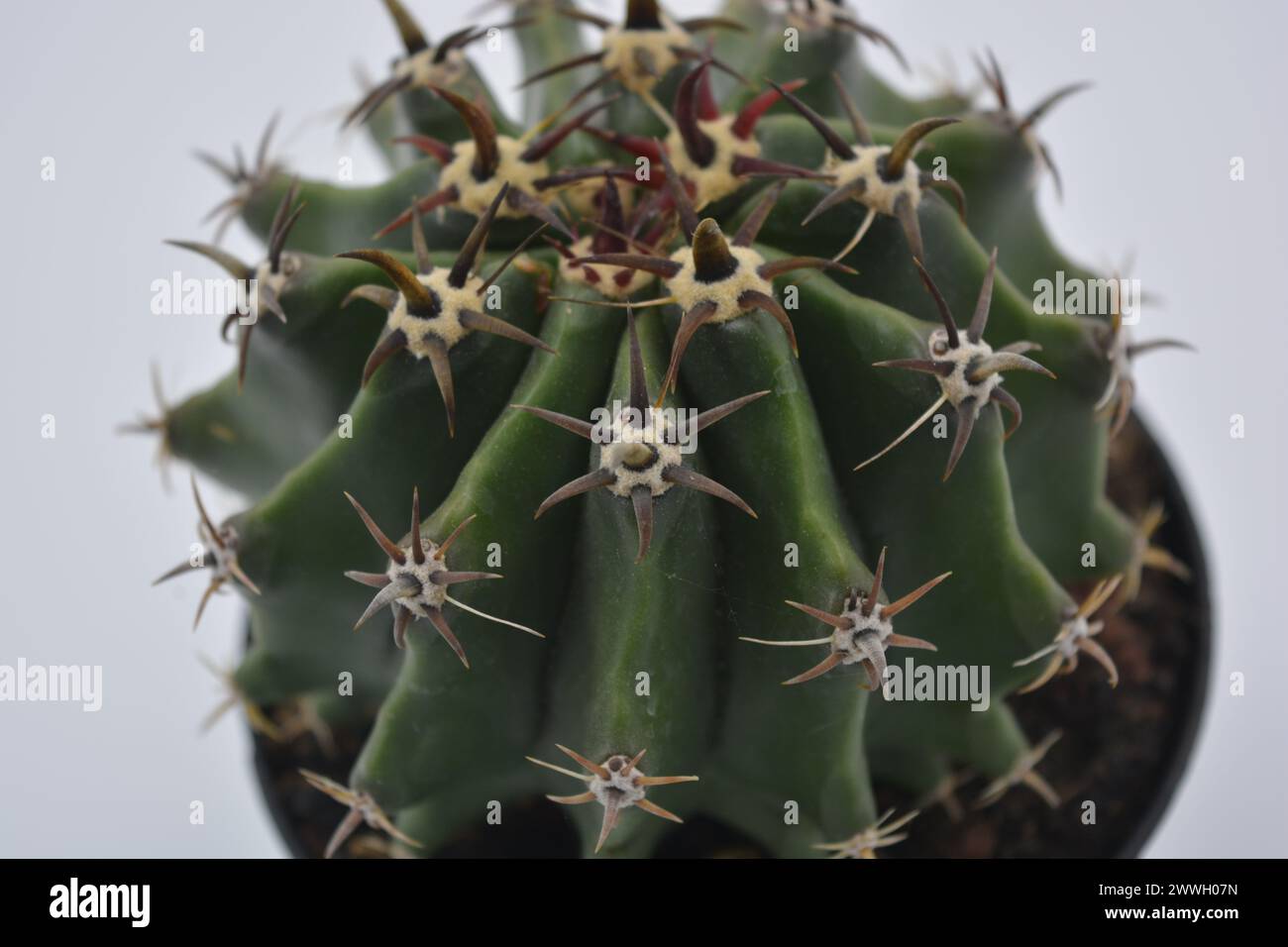 Houseplants, a large and wide green cactus with long spines. An ...