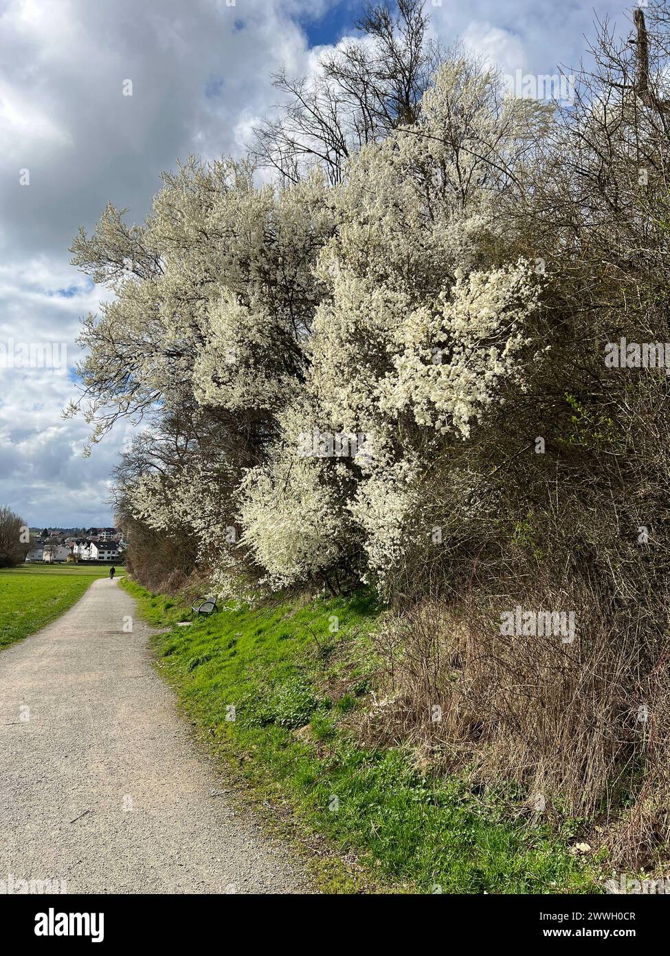 Kirschpflaume, Prunus cerasifera gilt als pflegeleicht und kann bei ...