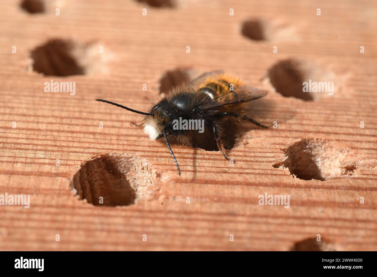 Die Gehoernte Mauerbiene, Osmia cornuta, ist mit ihrem leuchtend roten ...