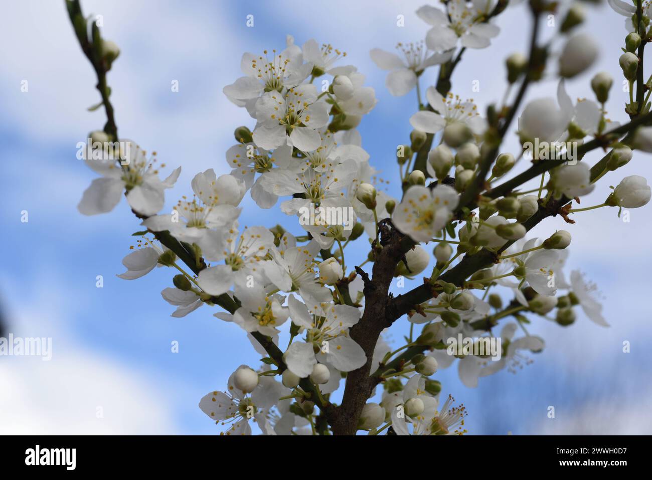 Kirschpflaume, Prunus cerasifera gilt als pflegeleicht und kann bei ...
