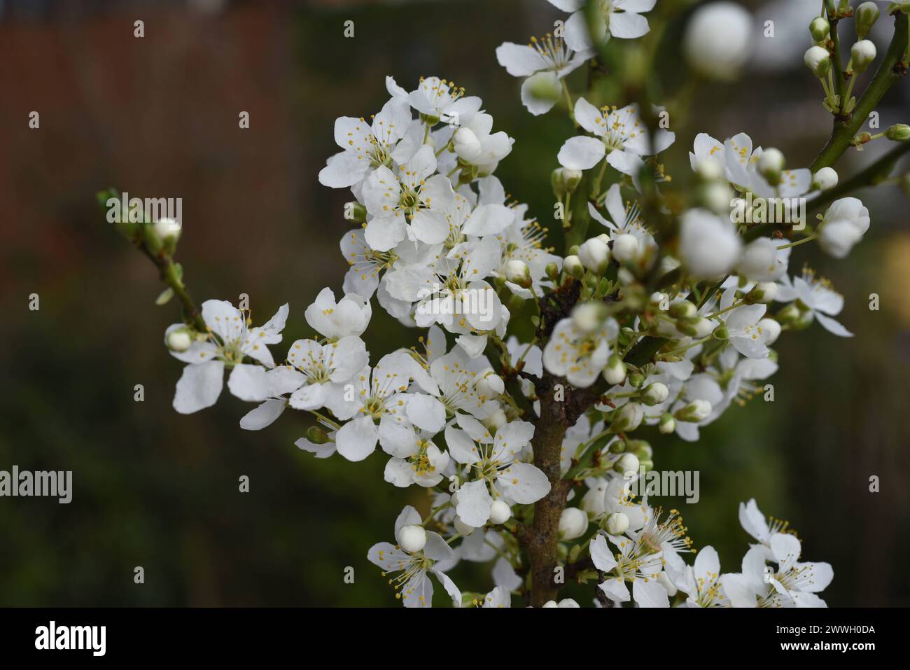 Kirschpflaume, Prunus cerasifera gilt als pflegeleicht und kann bei ...