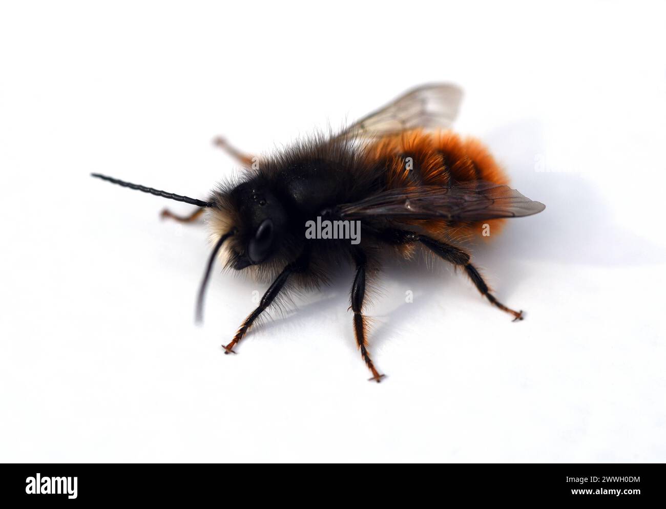 Die Gehoernte Mauerbiene, Osmia cornuta, ist mit ihrem leuchtend roten ...