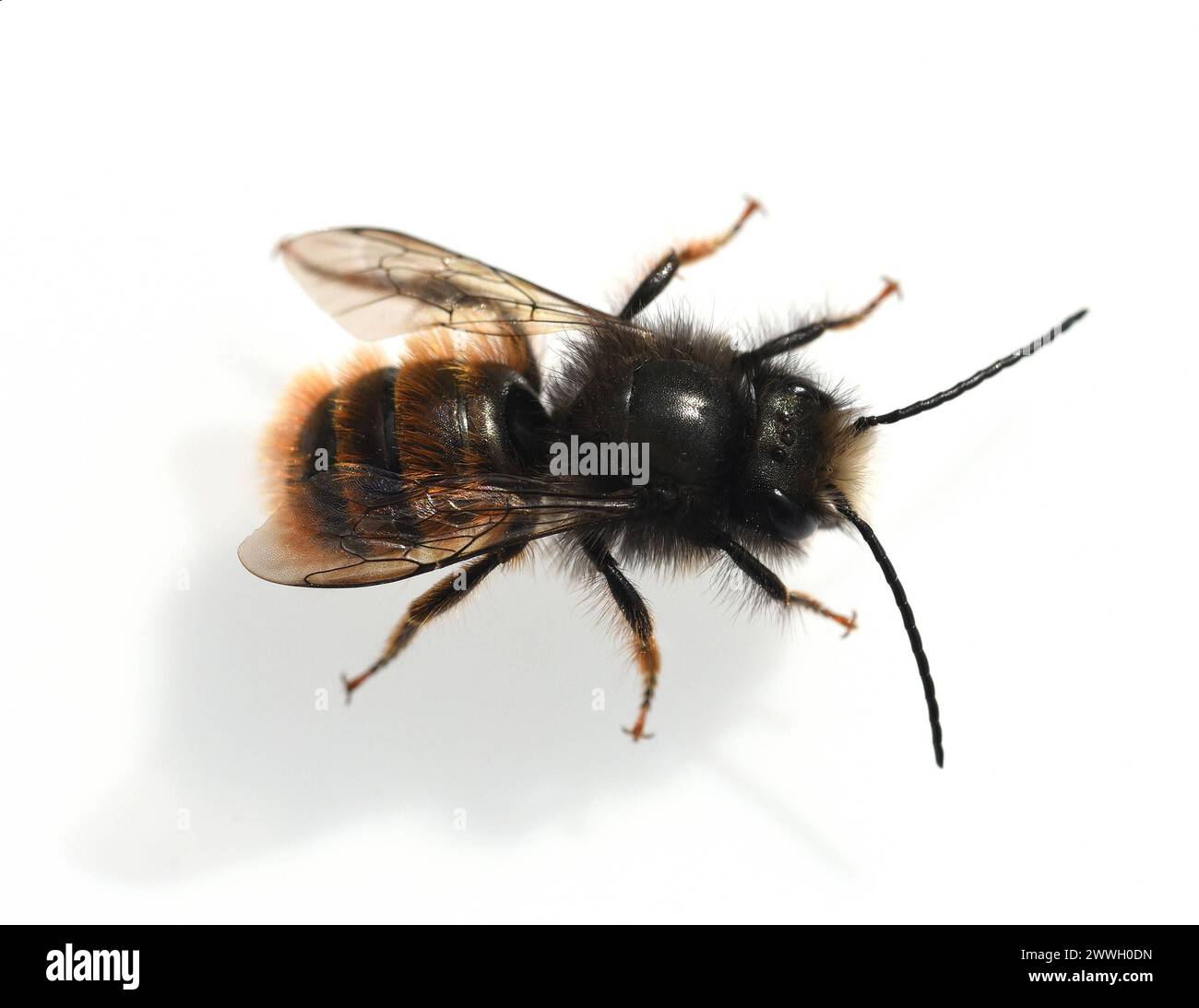 Die Gehoernte Mauerbiene, Osmia cornuta, ist mit ihrem leuchtend roten ...