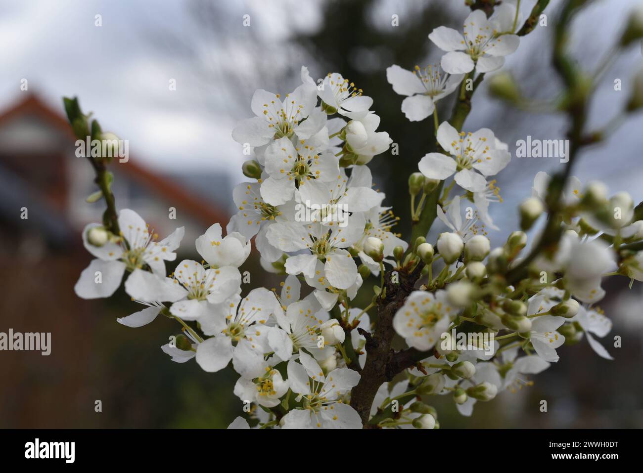 Kirschpflaume, Prunus cerasifera gilt als pflegeleicht und kann bei ...