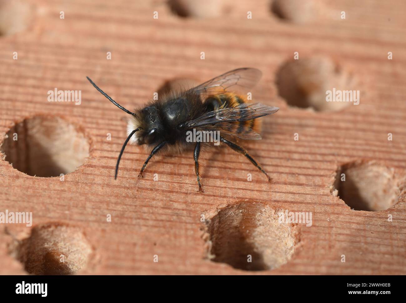Die Gehoernte Mauerbiene, Osmia cornuta, ist mit ihrem leuchtend roten ...
