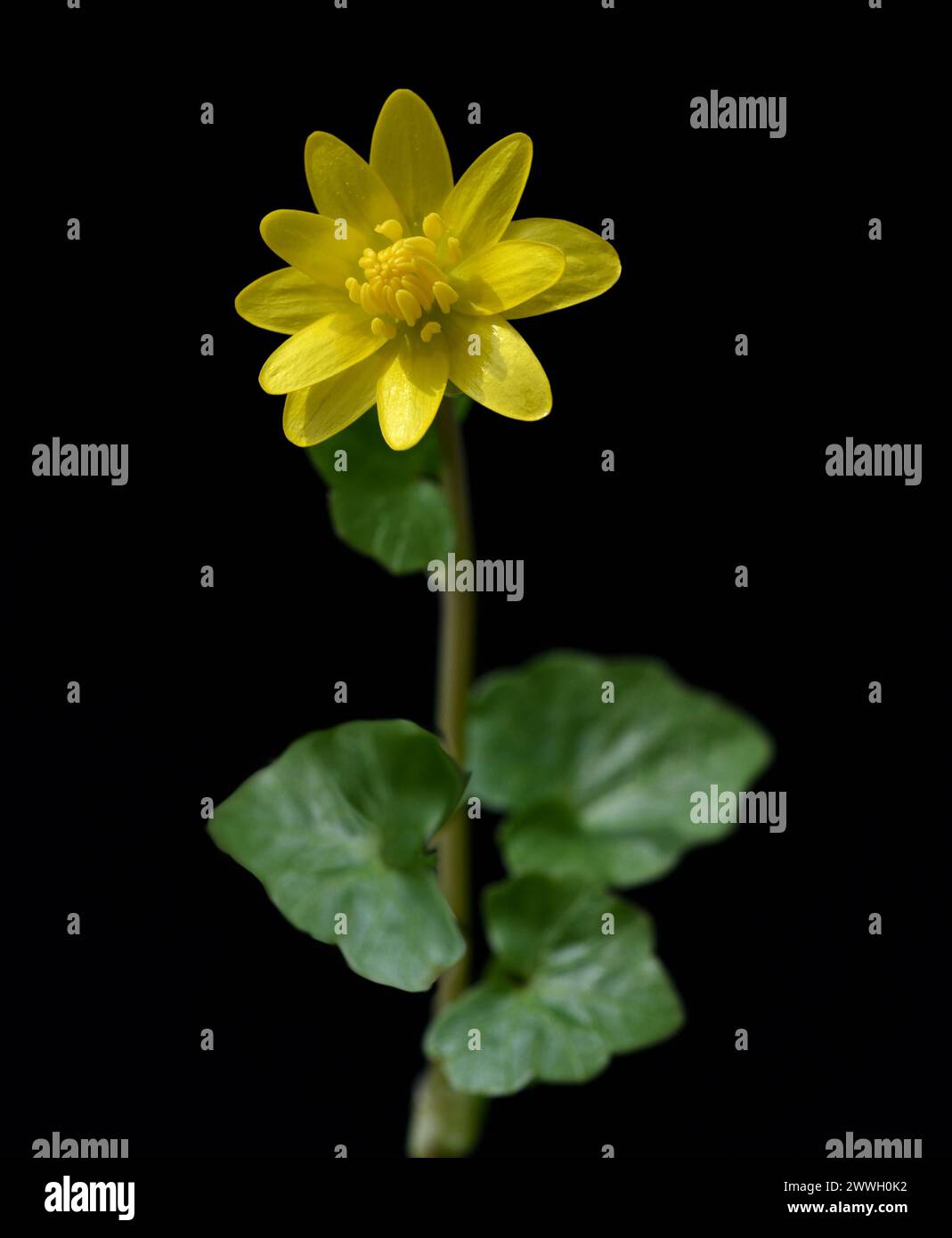 Scharbockskraut, Ranunculus ficaria, ist eine Heilpflanze mit gelben ...