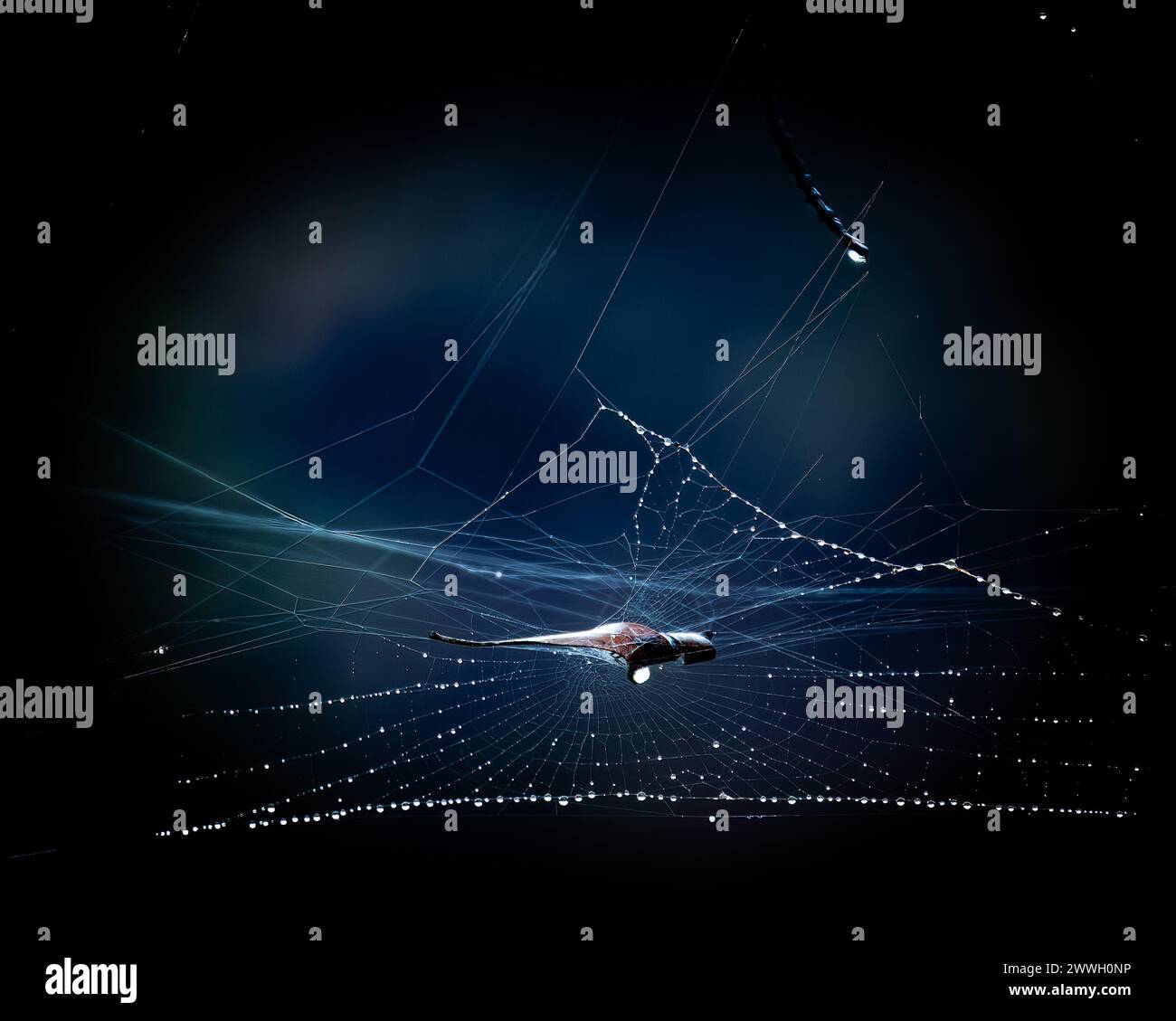 An illuminated spider web stands out against a starry sky, creating an ...