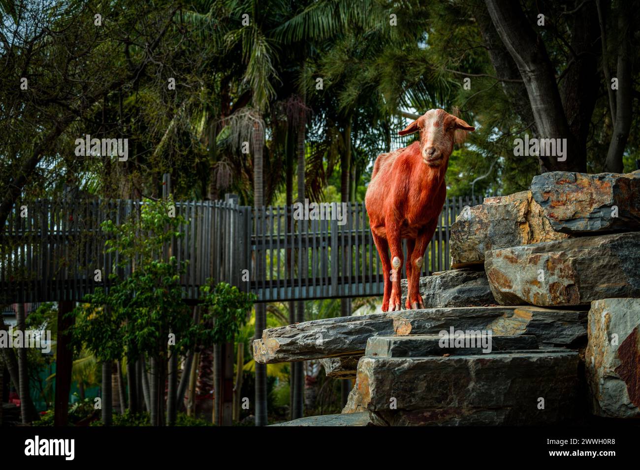A vibrant red goat stands atop a stone formation, its gaze fixed in the ...